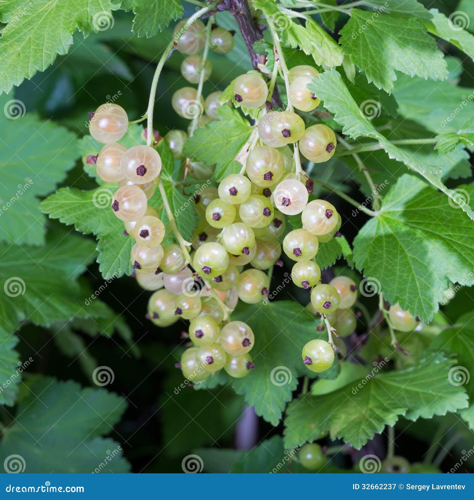 White currant berries stock image. Image of abloom, berries - 32662237