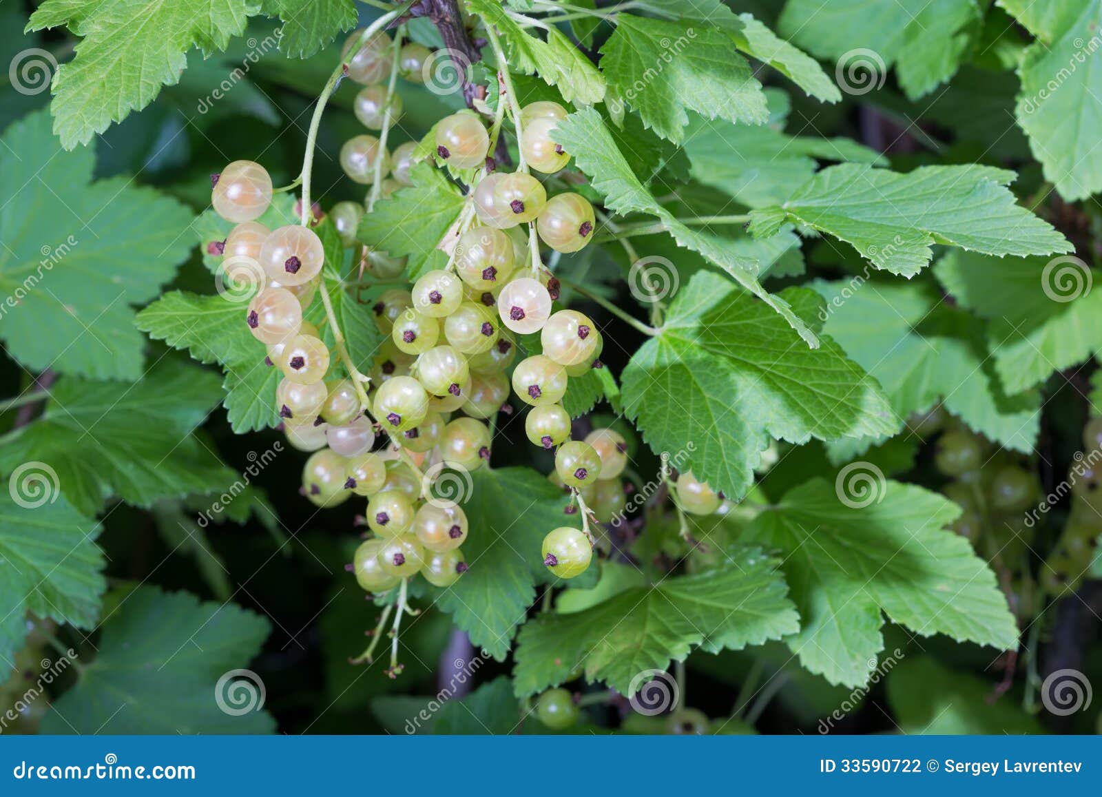 White currant berries stock photo. Image of group, nature - 33590722