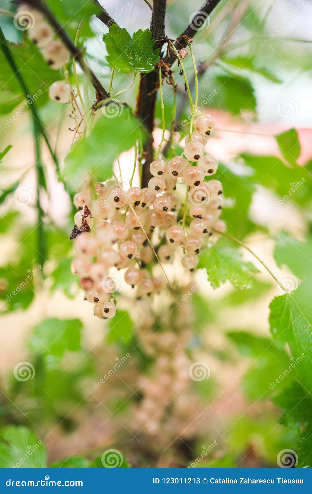 White Currant Bush with Berries Stock Image - Image of vitamins ...