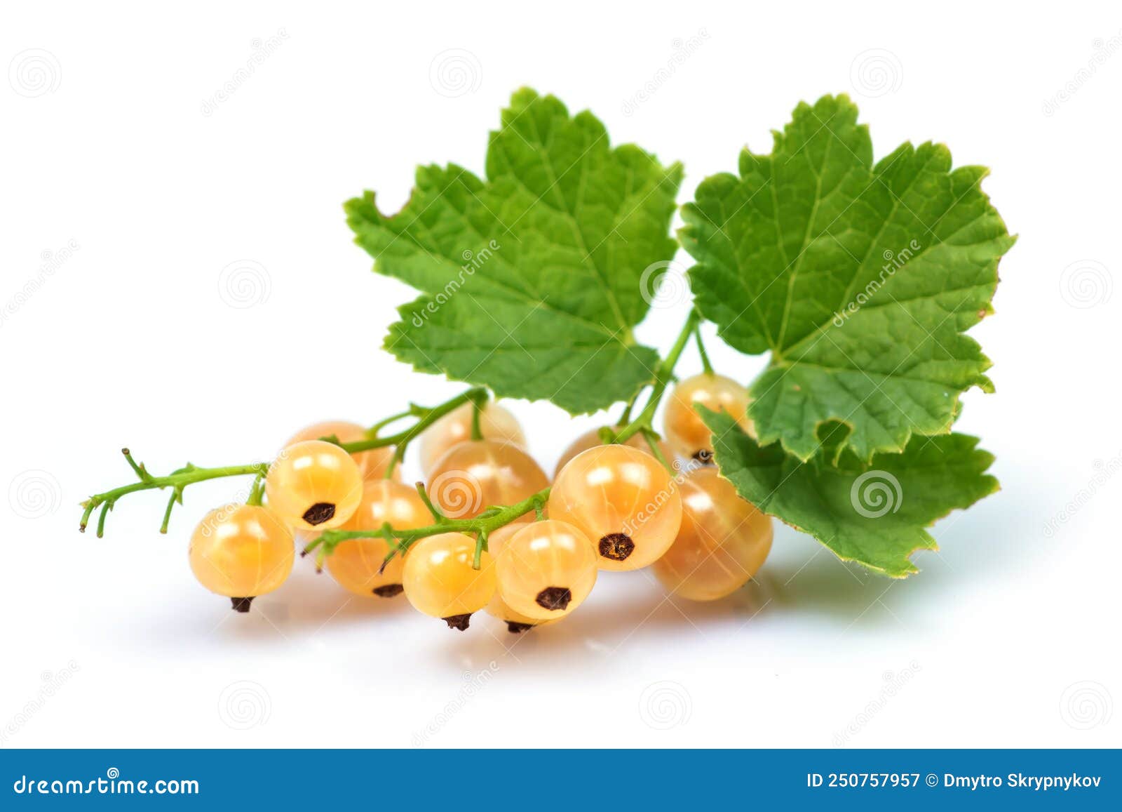 White Currant Bunch Ribes Rubrum with Leaves Stock Image - Image of ...