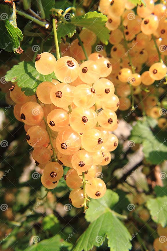 White currant fruit stock image. Image of natural, freshness - 47903055