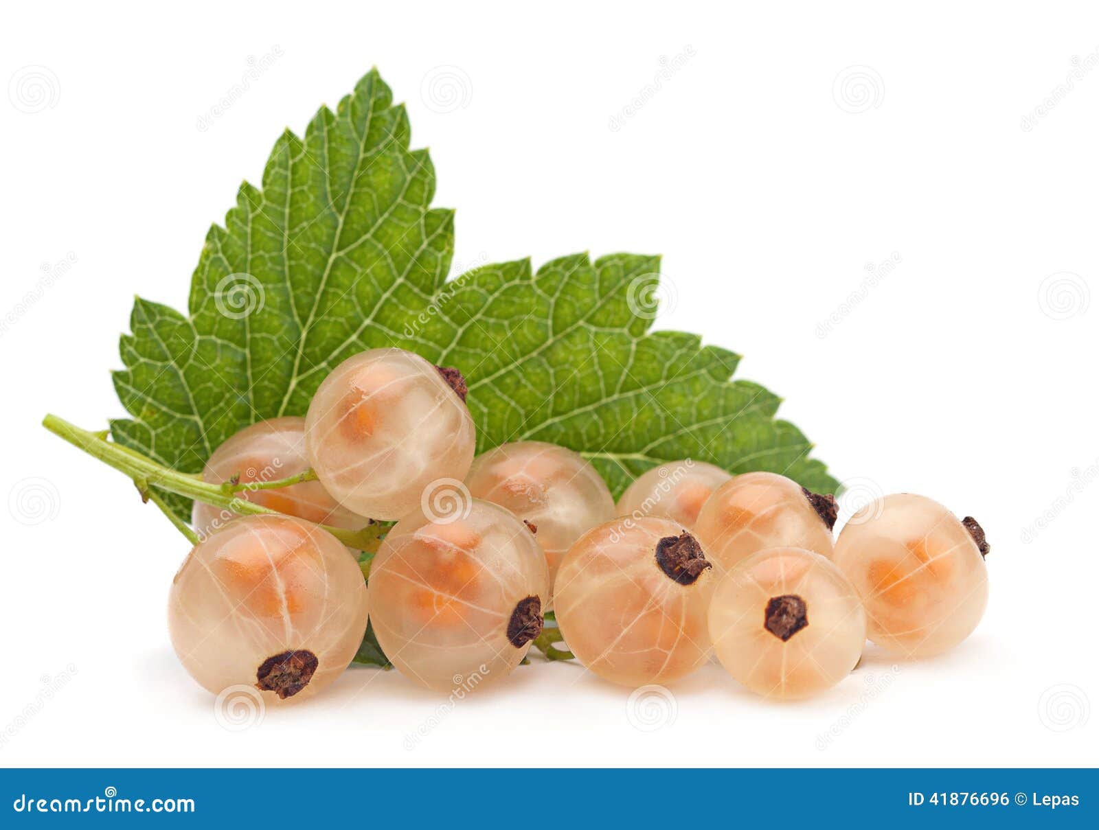 White currant stock photo. Image of currant, fresh, berry - 41876696