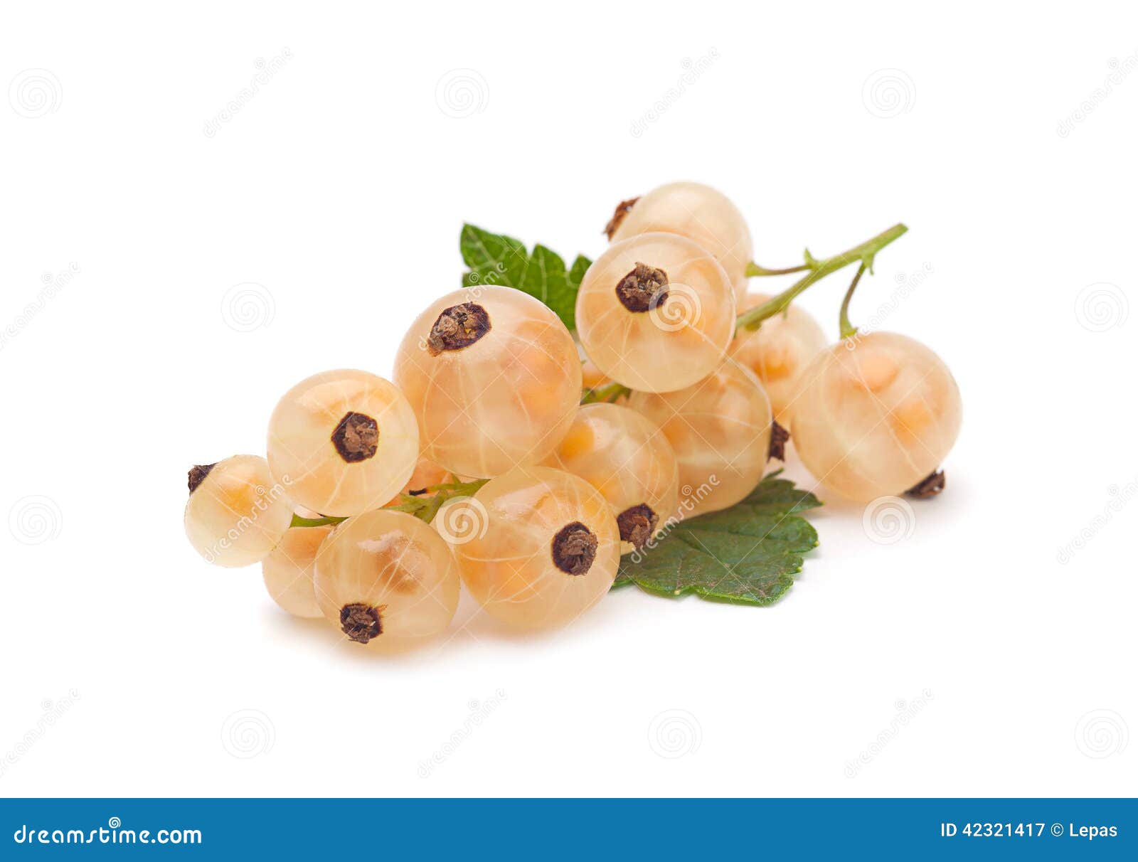 White currant stock image. Image of berry, green, nature - 42321417
