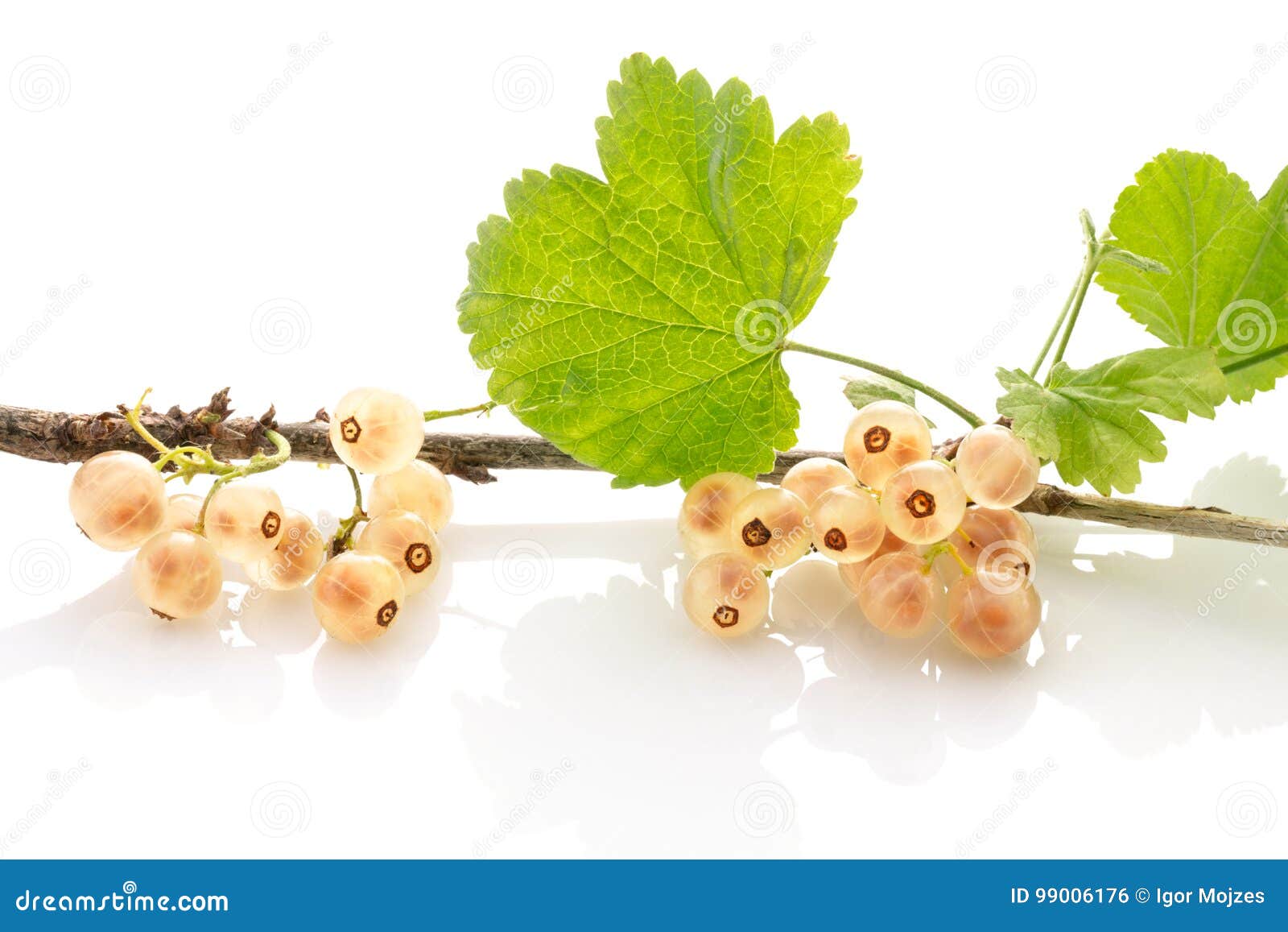 White Currant with Leaves Isolated on a White Stock Photo - Image of ...