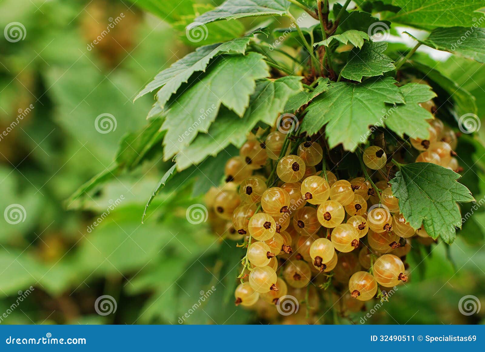 White currant stock image. Image of delicious, cluster - 32490511