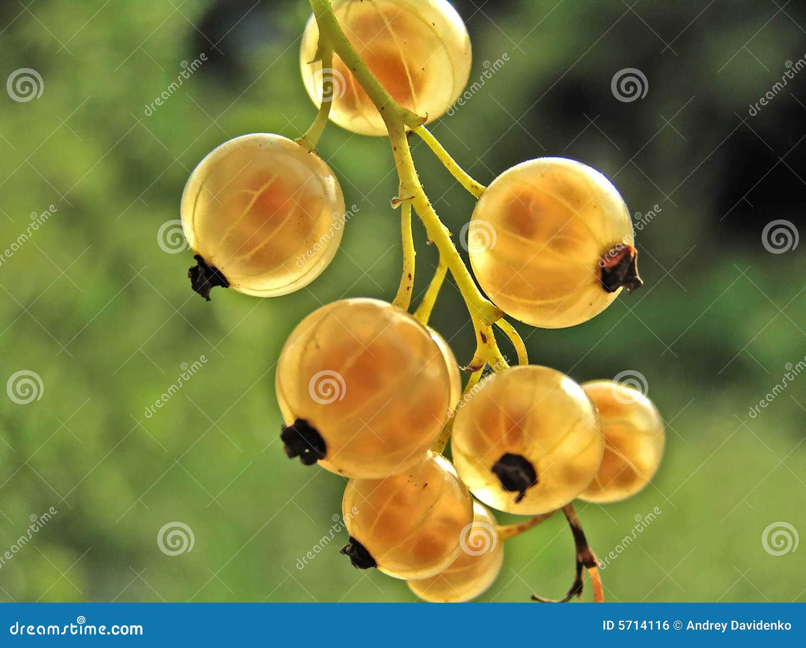White Currant (Ribes Rubrum). Picture Image: 5714116