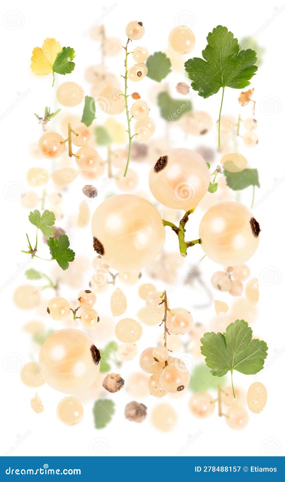 White Currant Slice and Leaf Abstract Stock Image - Image of fresh ...