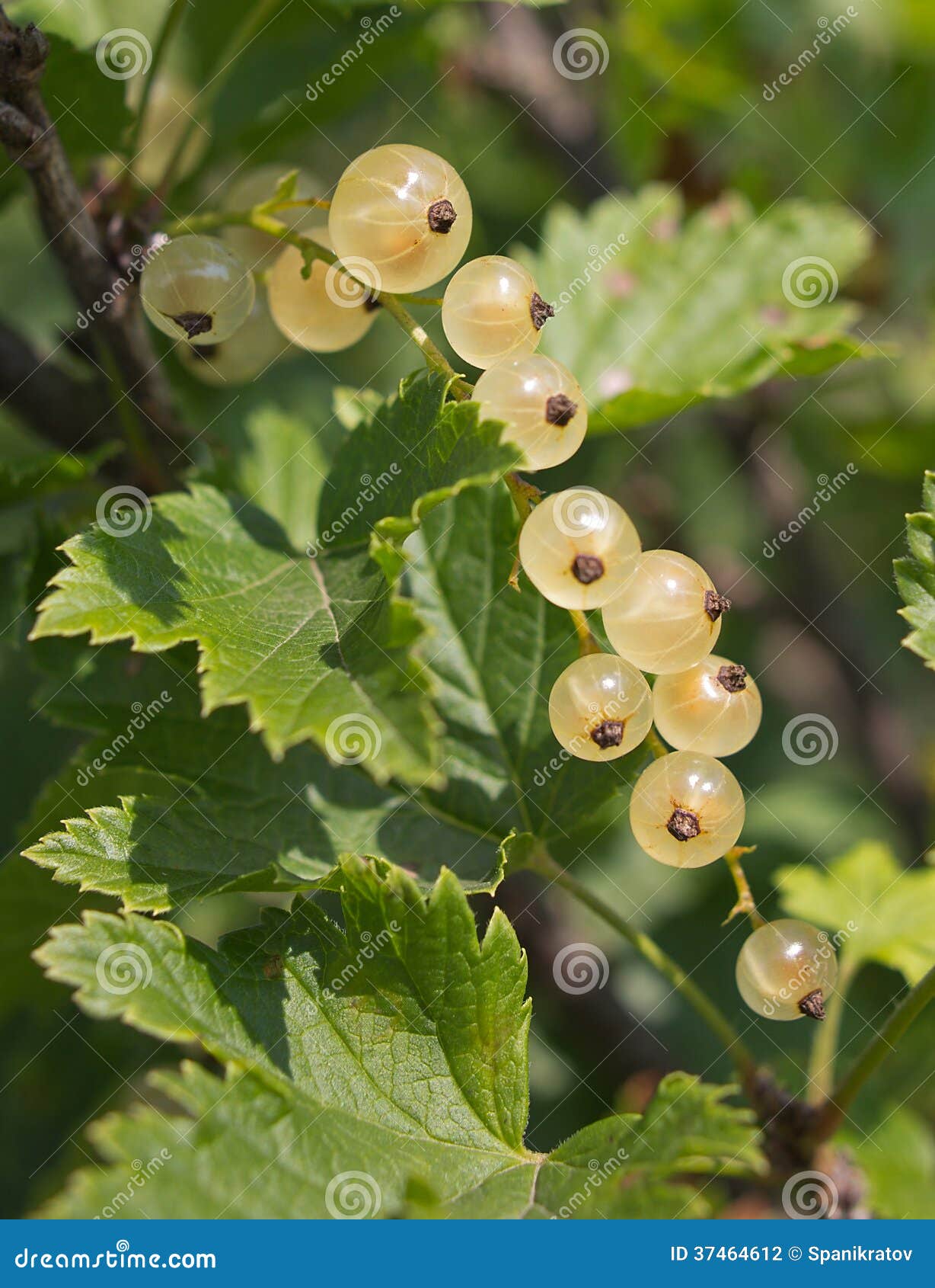 White currant stock photo. Image of nutrition, gourmet - 37464612