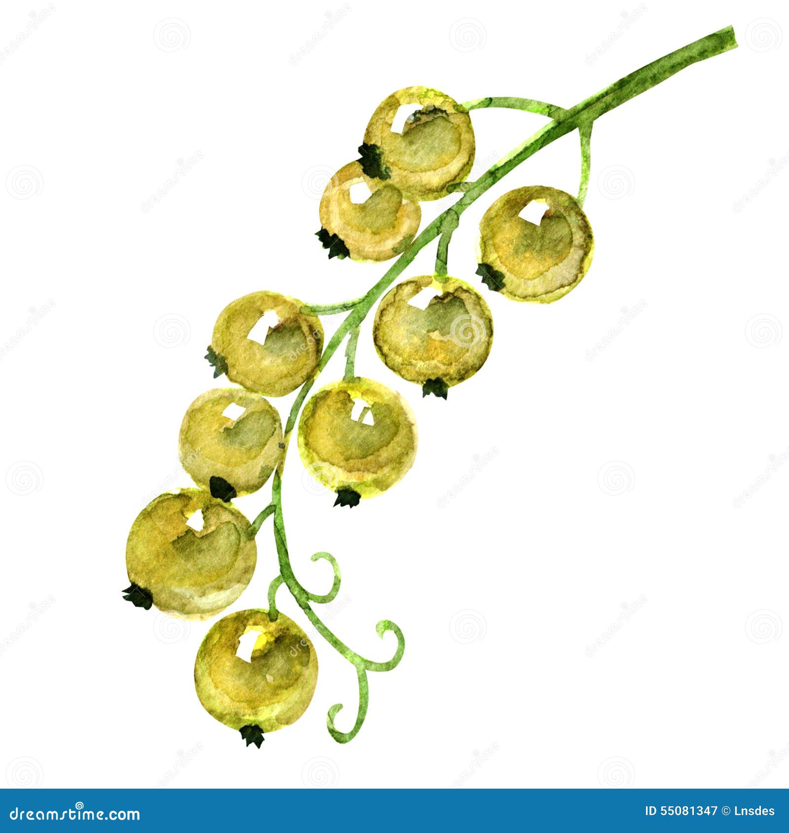 White Currant on a White Background Stock Illustration - Illustration ...