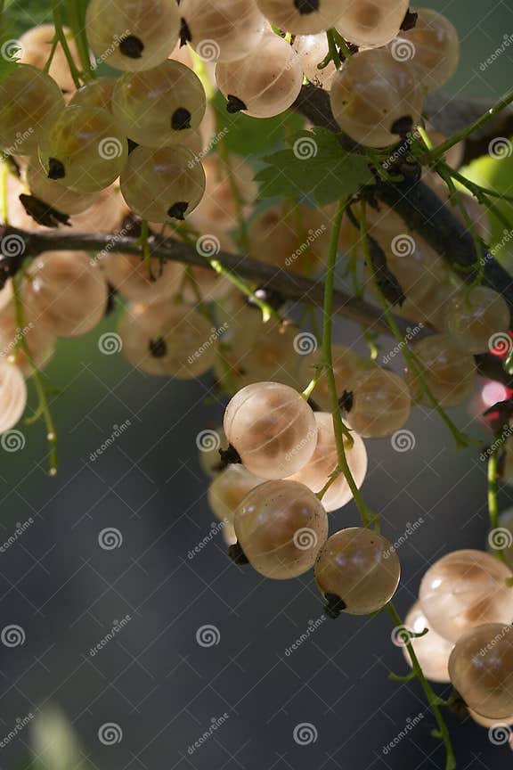White currants stock photo. Image of summer, stem, healty - 1595892