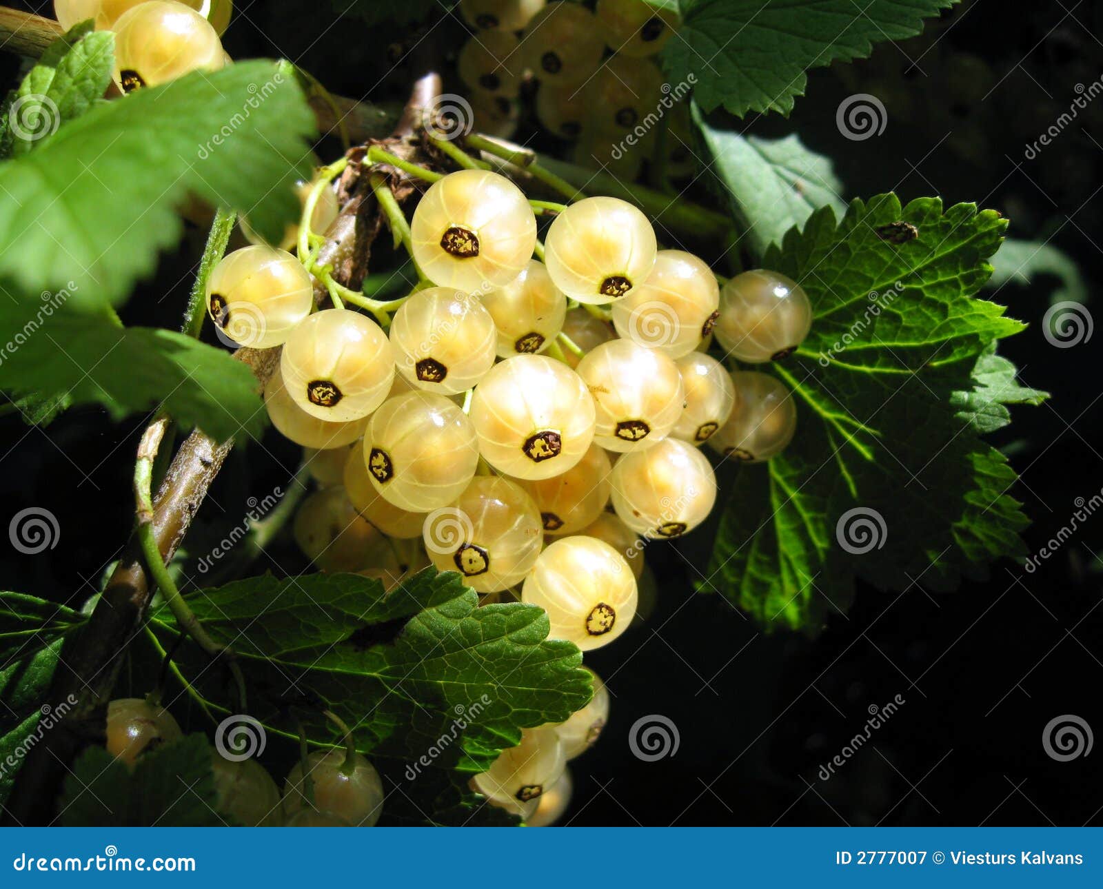 White currants stock image. Image of grass, summer, berry - 2777007