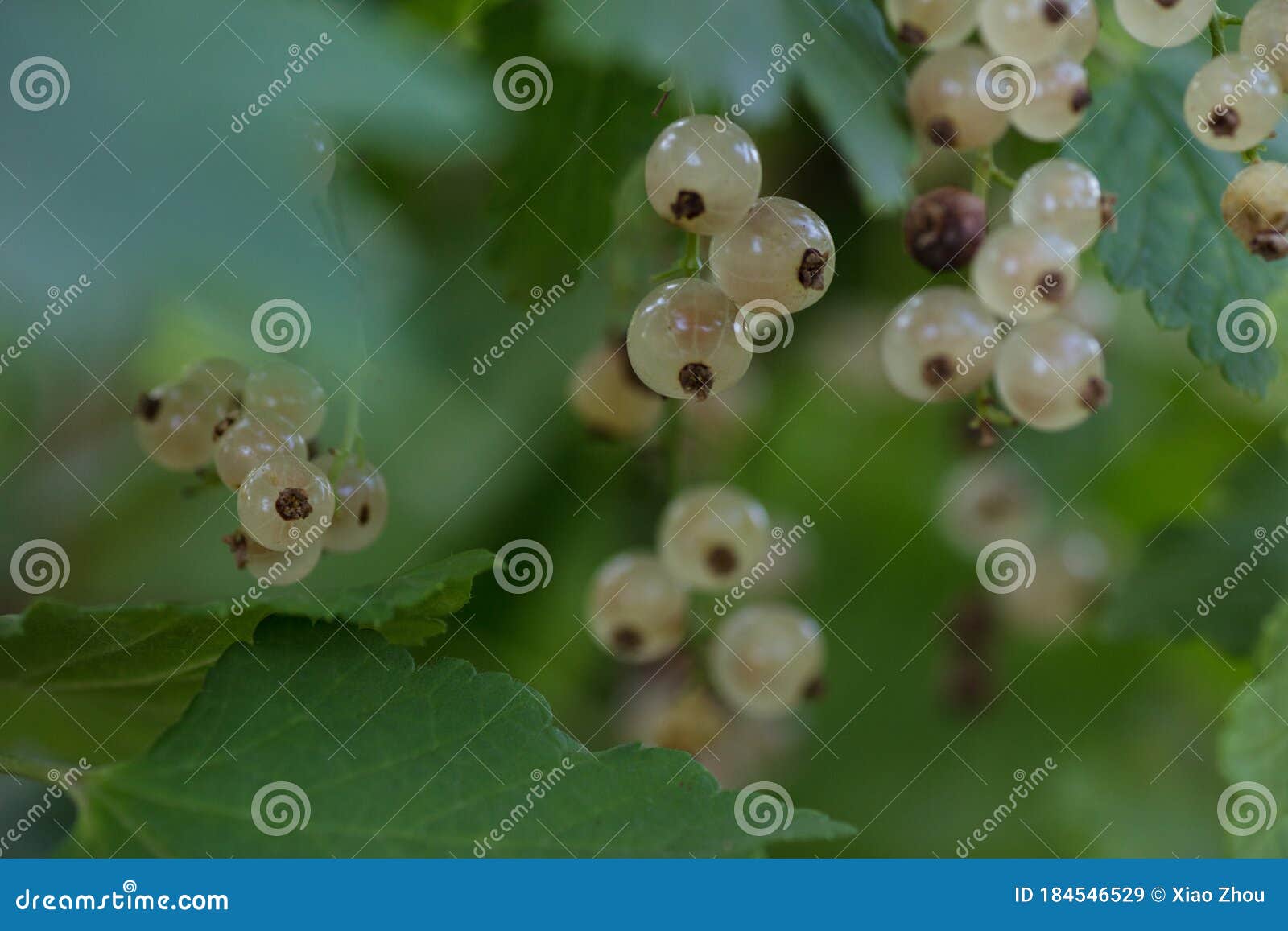 White currants berry stock image. Image of purple, buttons - 184546529