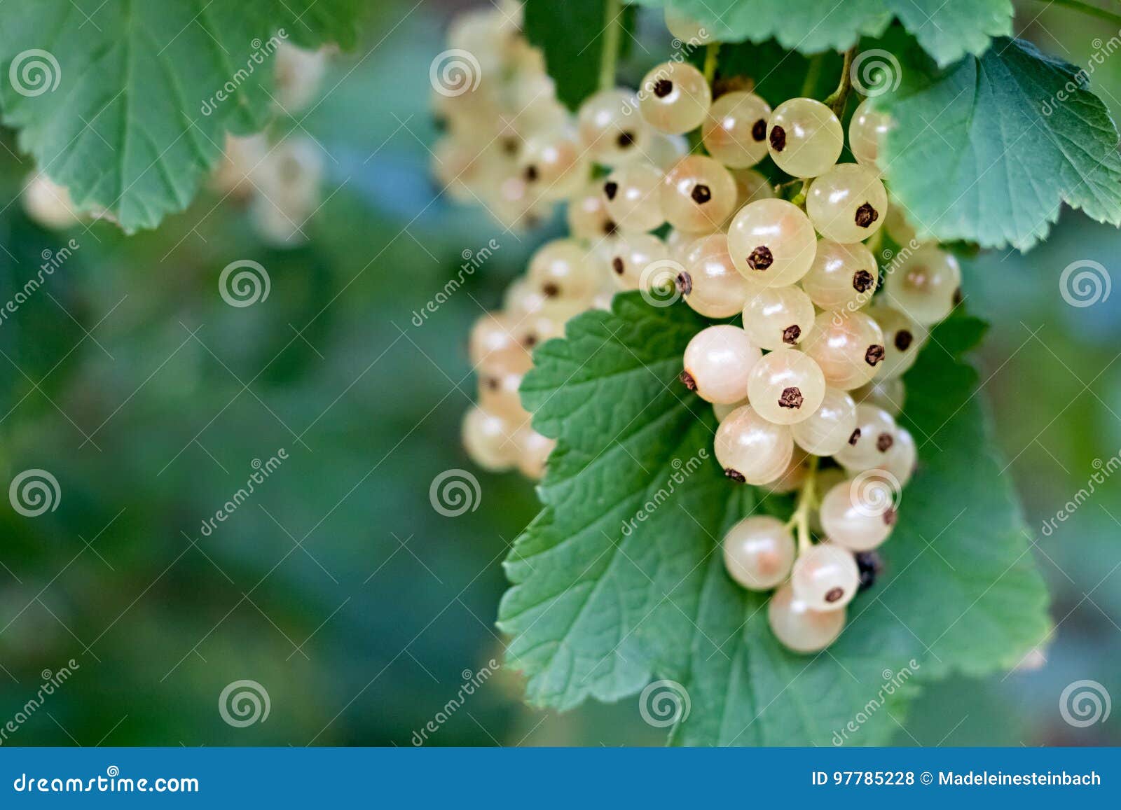 White Currants Stock Photography | CartoonDealer.com #107800310