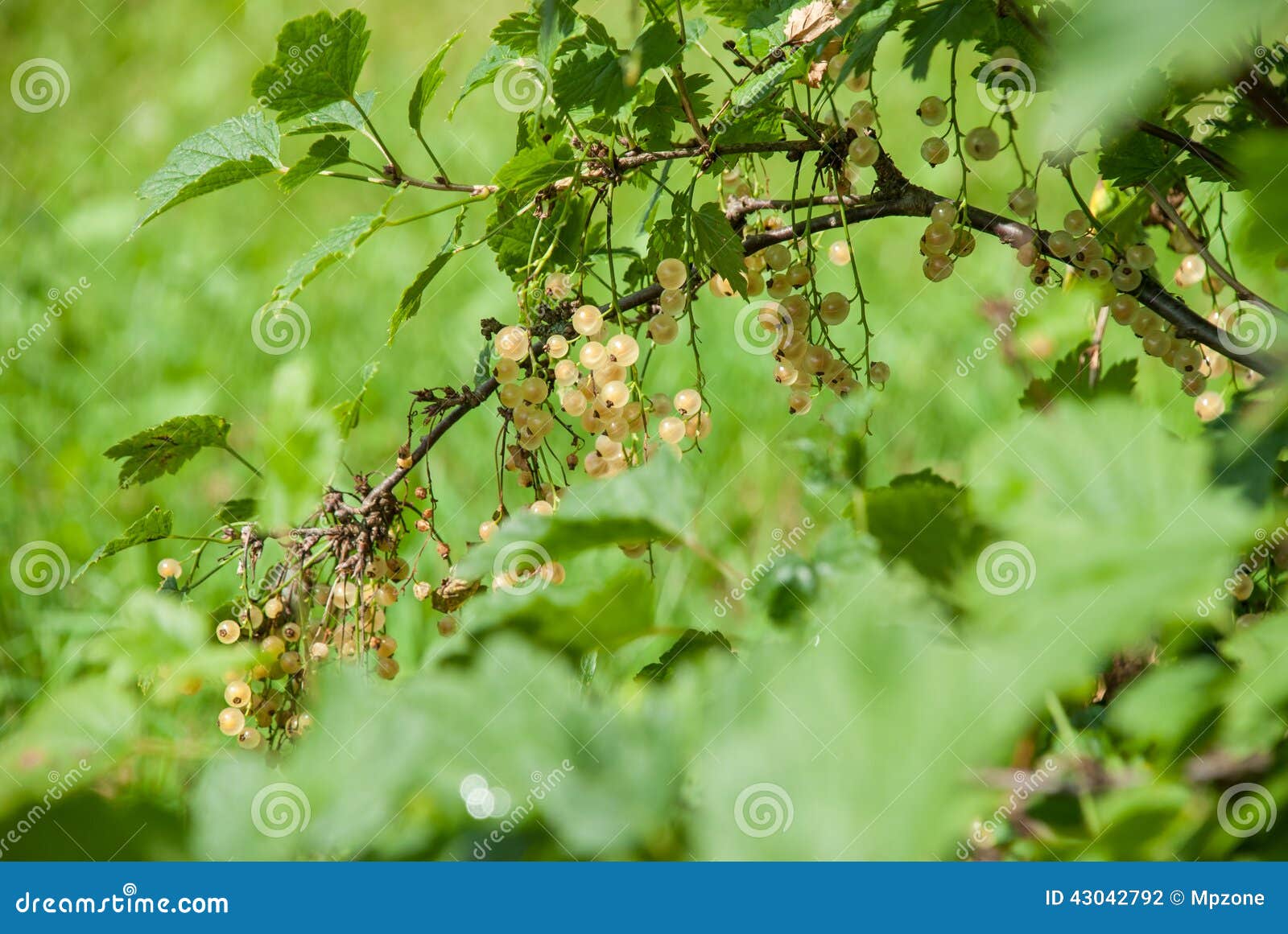 White currants stock photo. Image of hanging, white, organic - 43042792