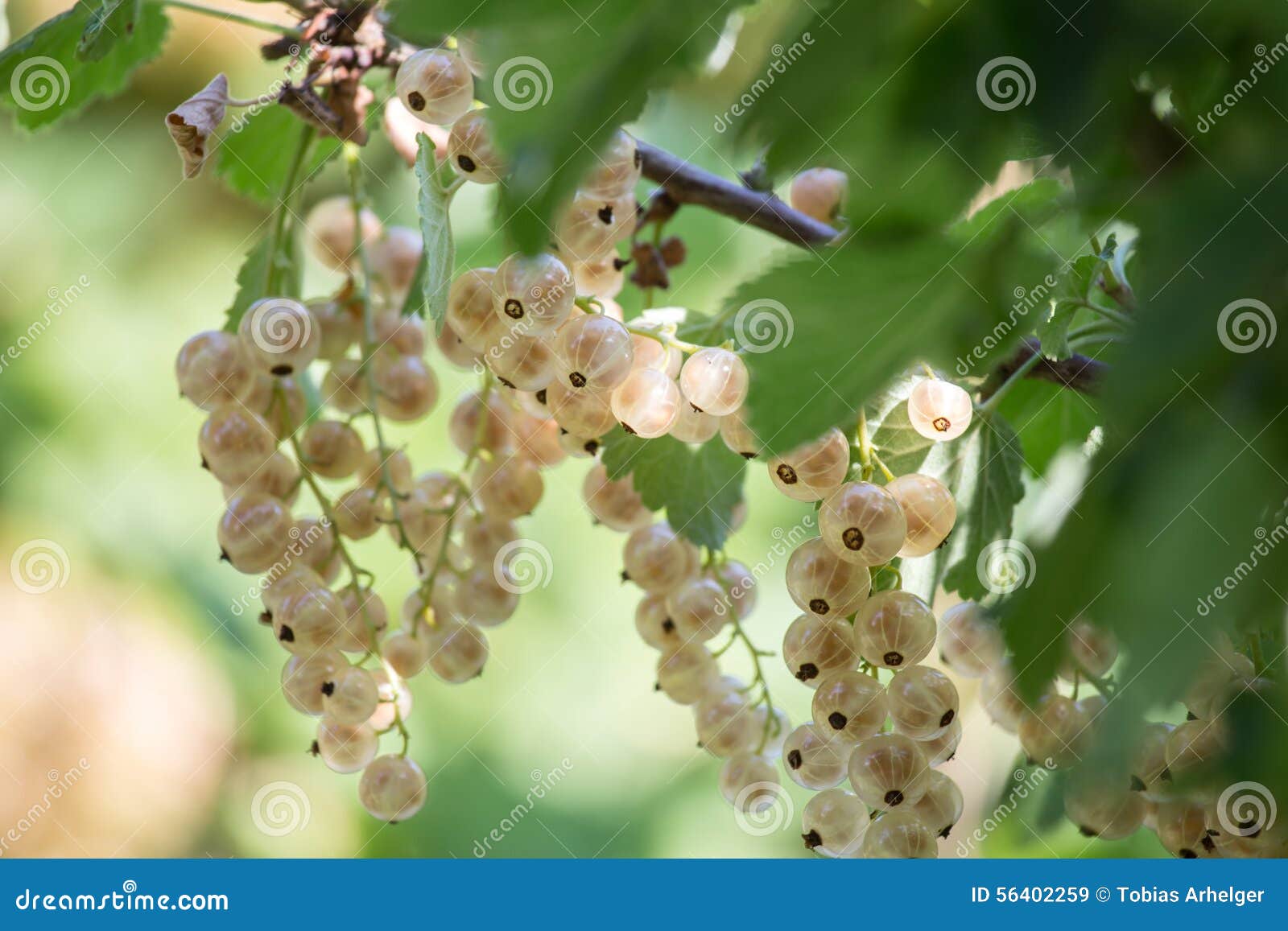 White currants stock image. Image of outdoor, bunch, close - 56402259