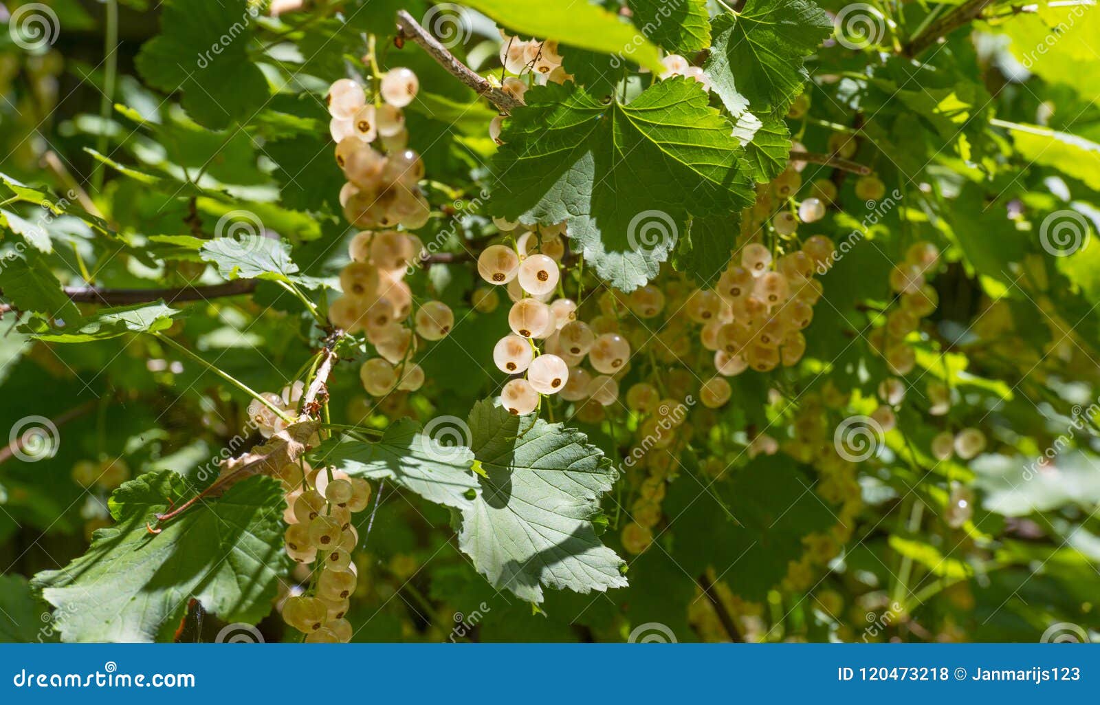 White Currents in a Shrub in a Garden in Sunlight Stock Photo - Image ...
