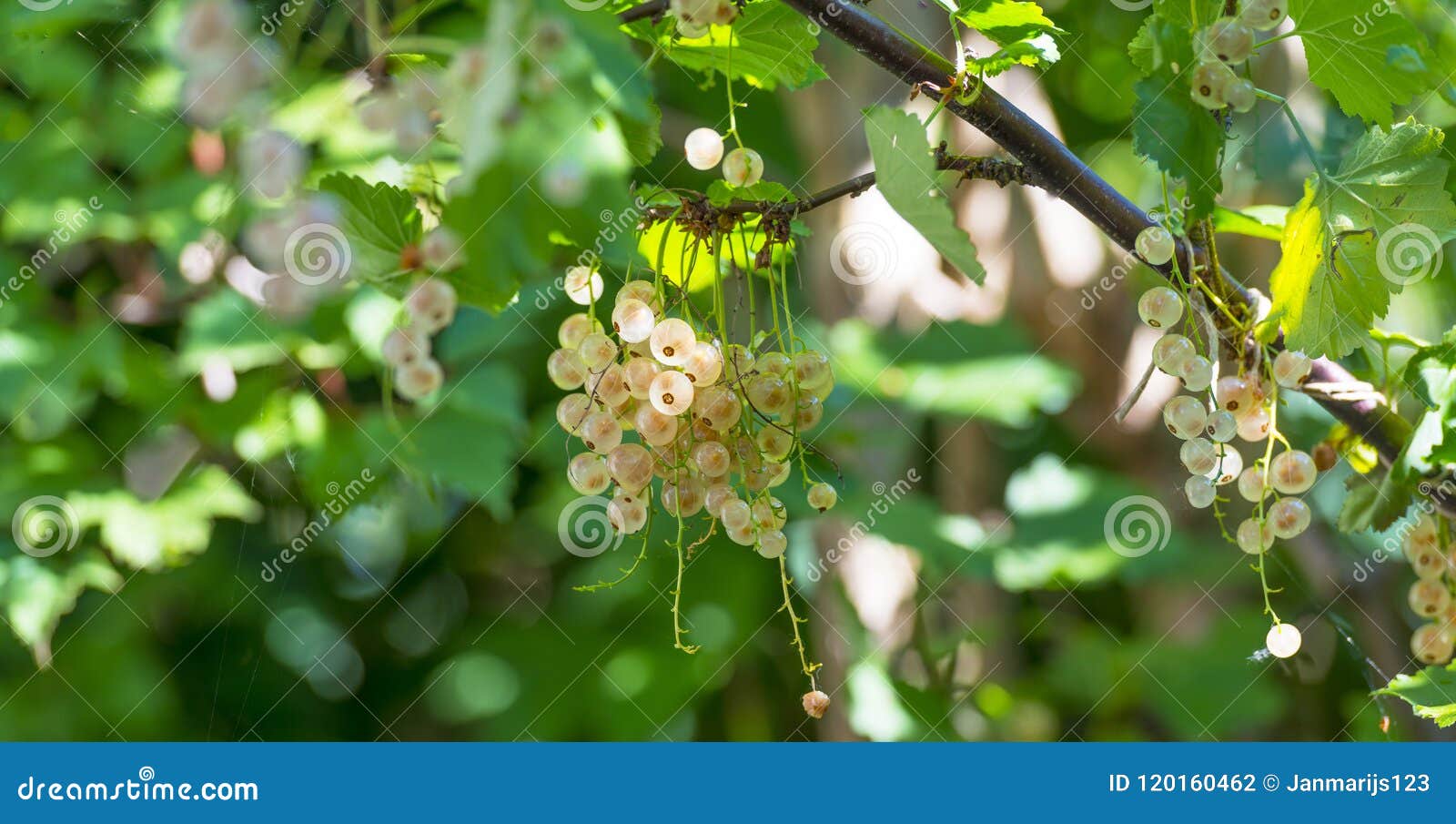 White Currents in a Shrub in Sunlight in Summer Stock Photo - Image of ...
