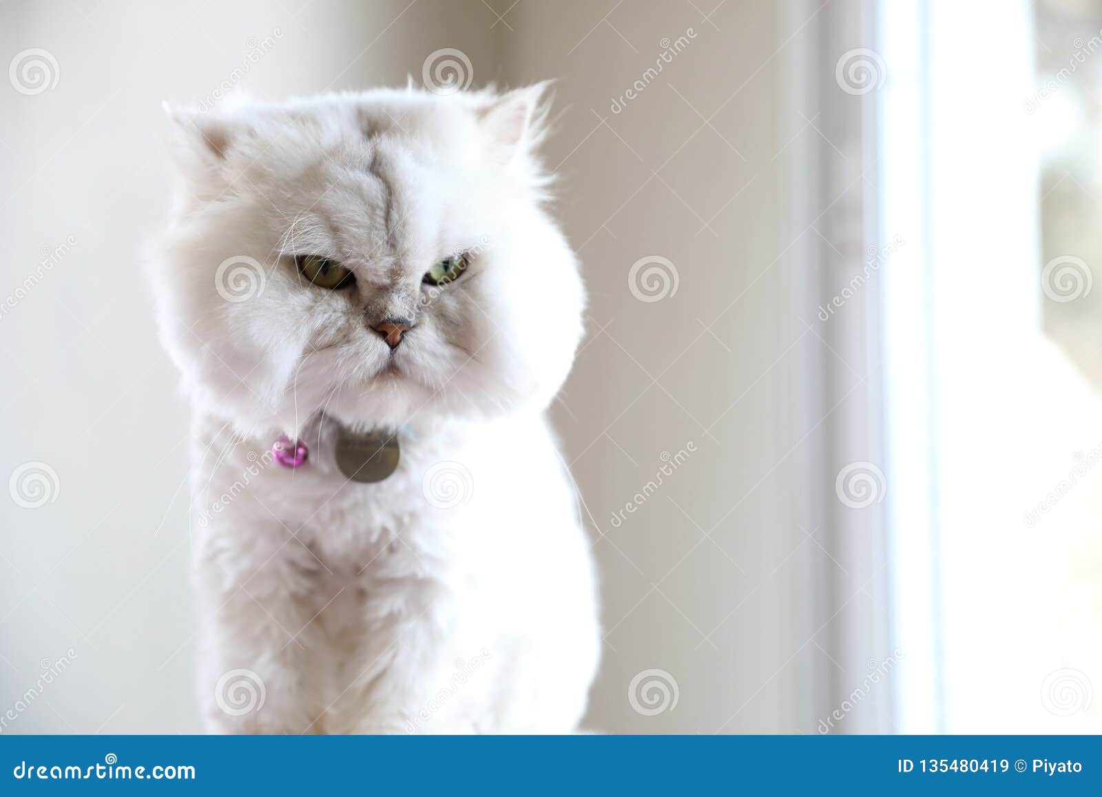White cute cat looking stock image. Image of crazy, eyed - 135480419