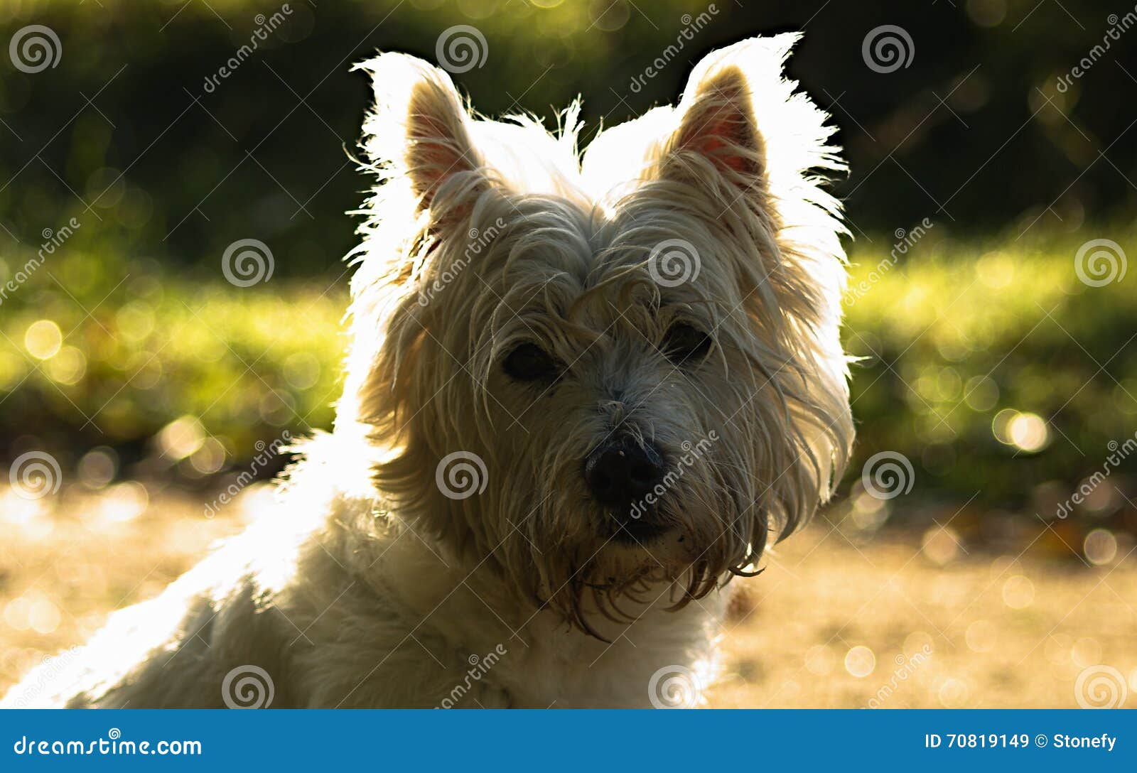 White cute papi stock image. Image of purebred, french - 70819149