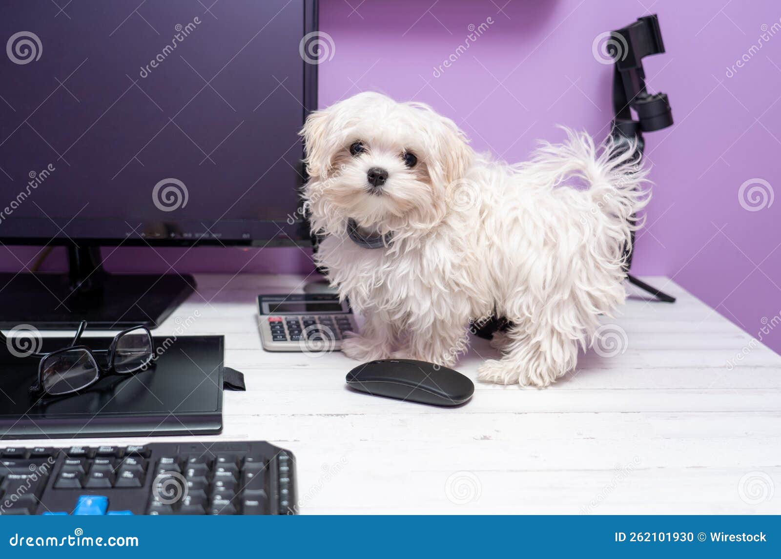 White, Cute Puppy Standing on a Computer Desk Stock Photo - Image of ...