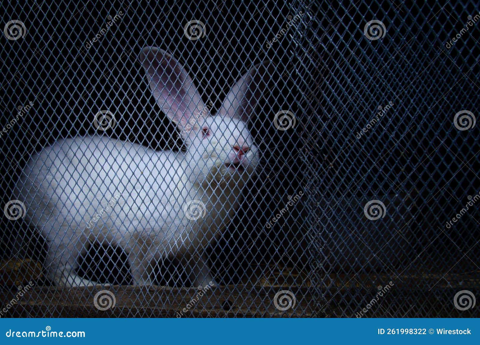 White Cute Rabbit in a Rabbit Hutch Enclosure at the Farm Stock Photo ...