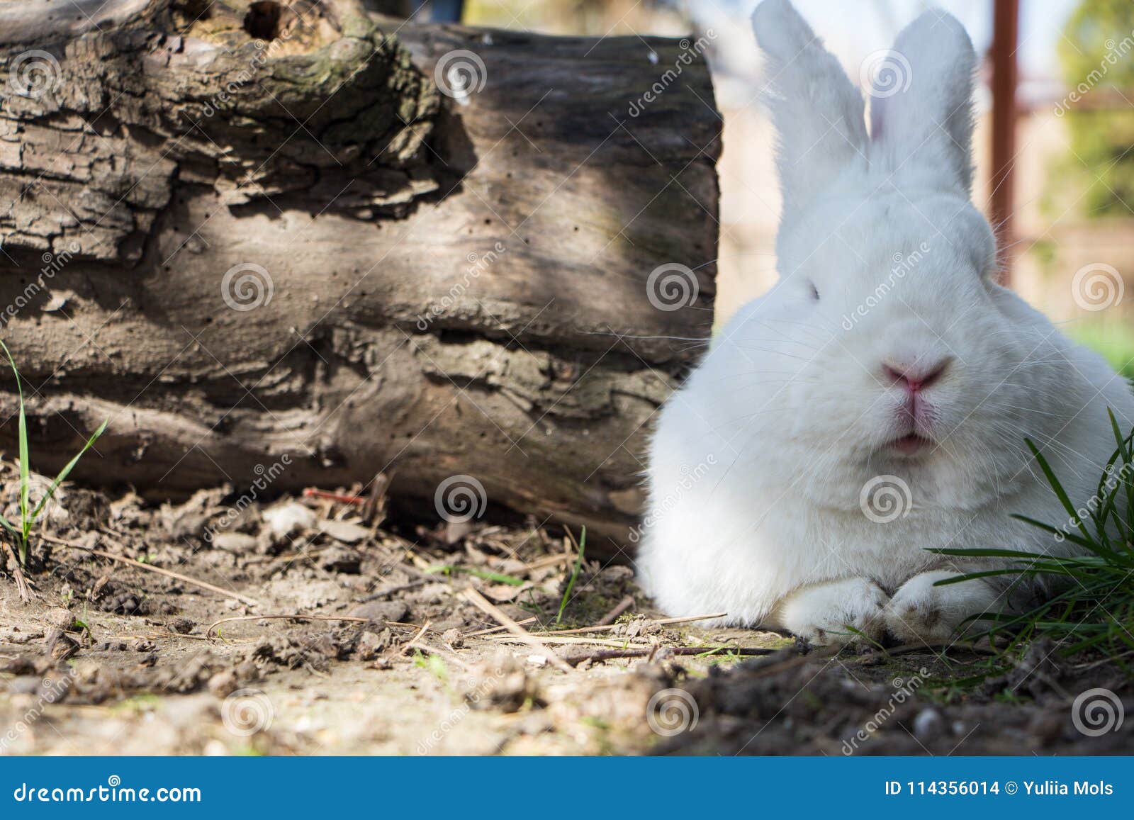 White cute rabbit resting stock photo. Image of rabbit - 114356014