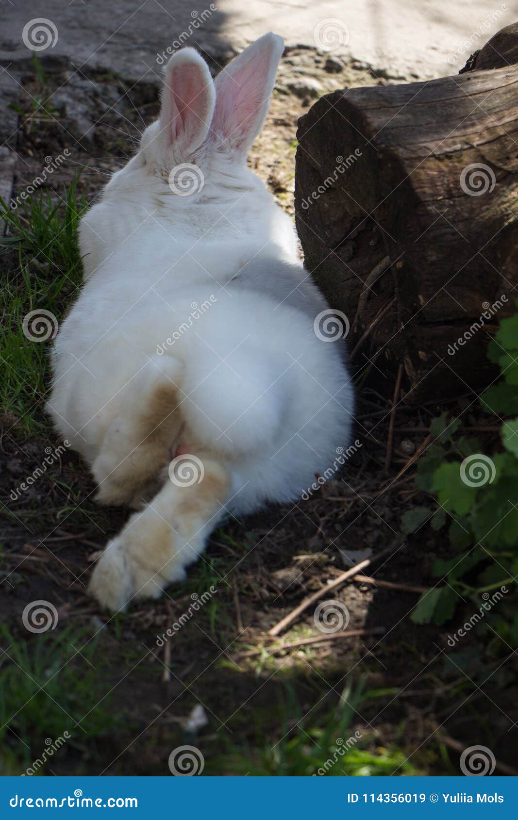 White cute rabbit resting stock image. Image of cute - 114356019