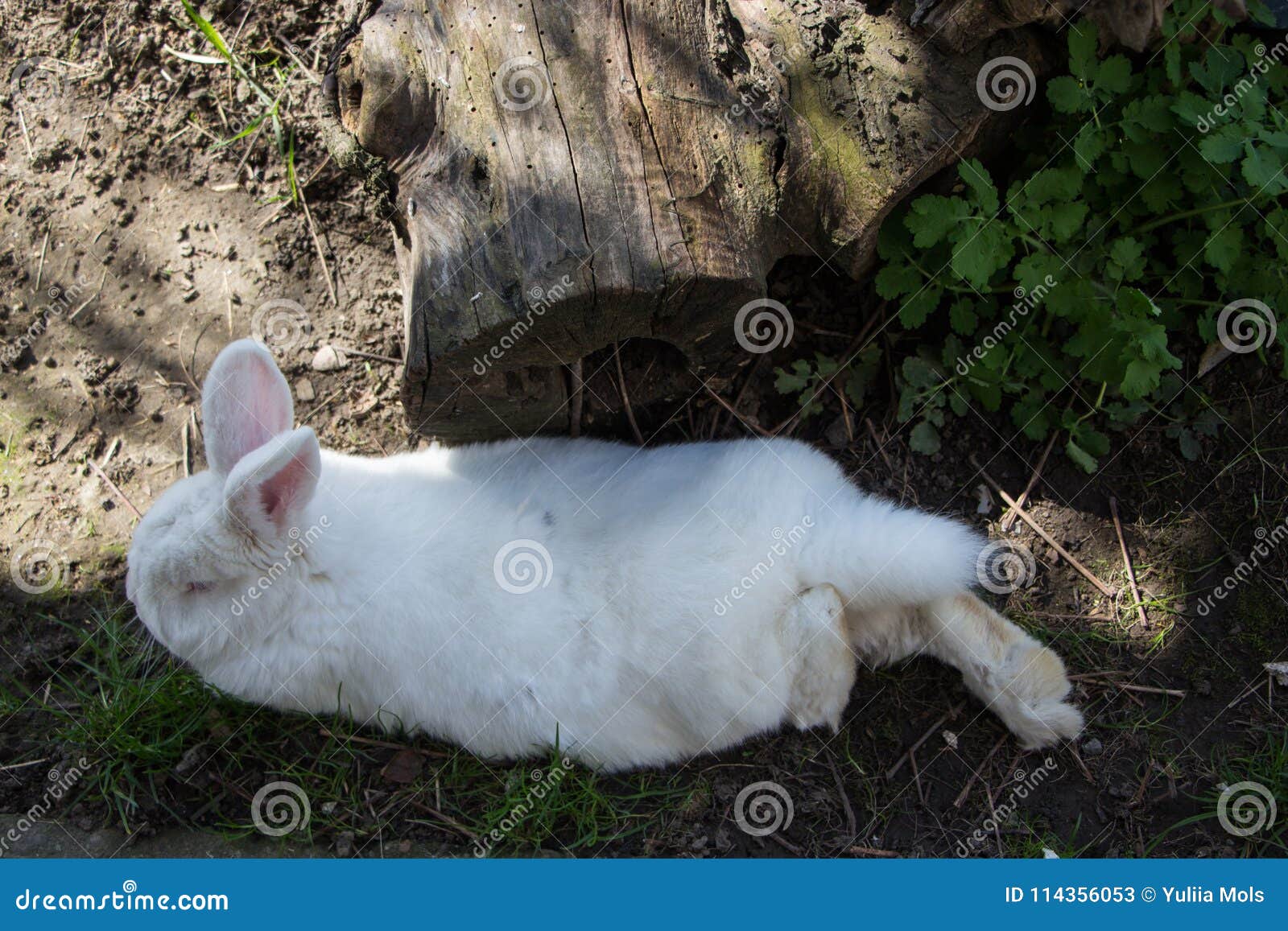White cute rabbit resting stock image. Image of young - 114356053
