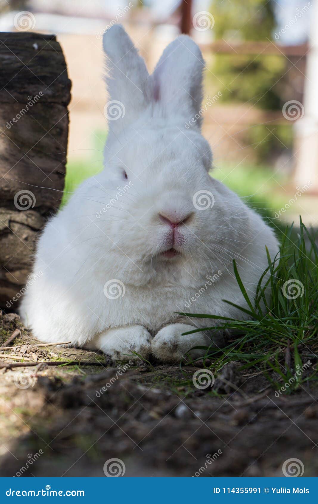 White cute rabbit resting stock image. Image of black - 114355991