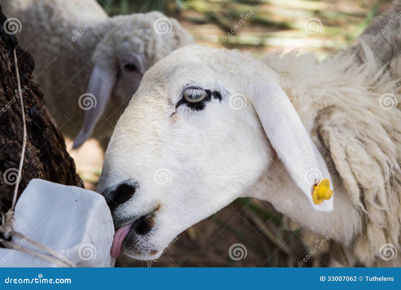 White cute sheep stock photo. Image of maternal, merino - 33007062