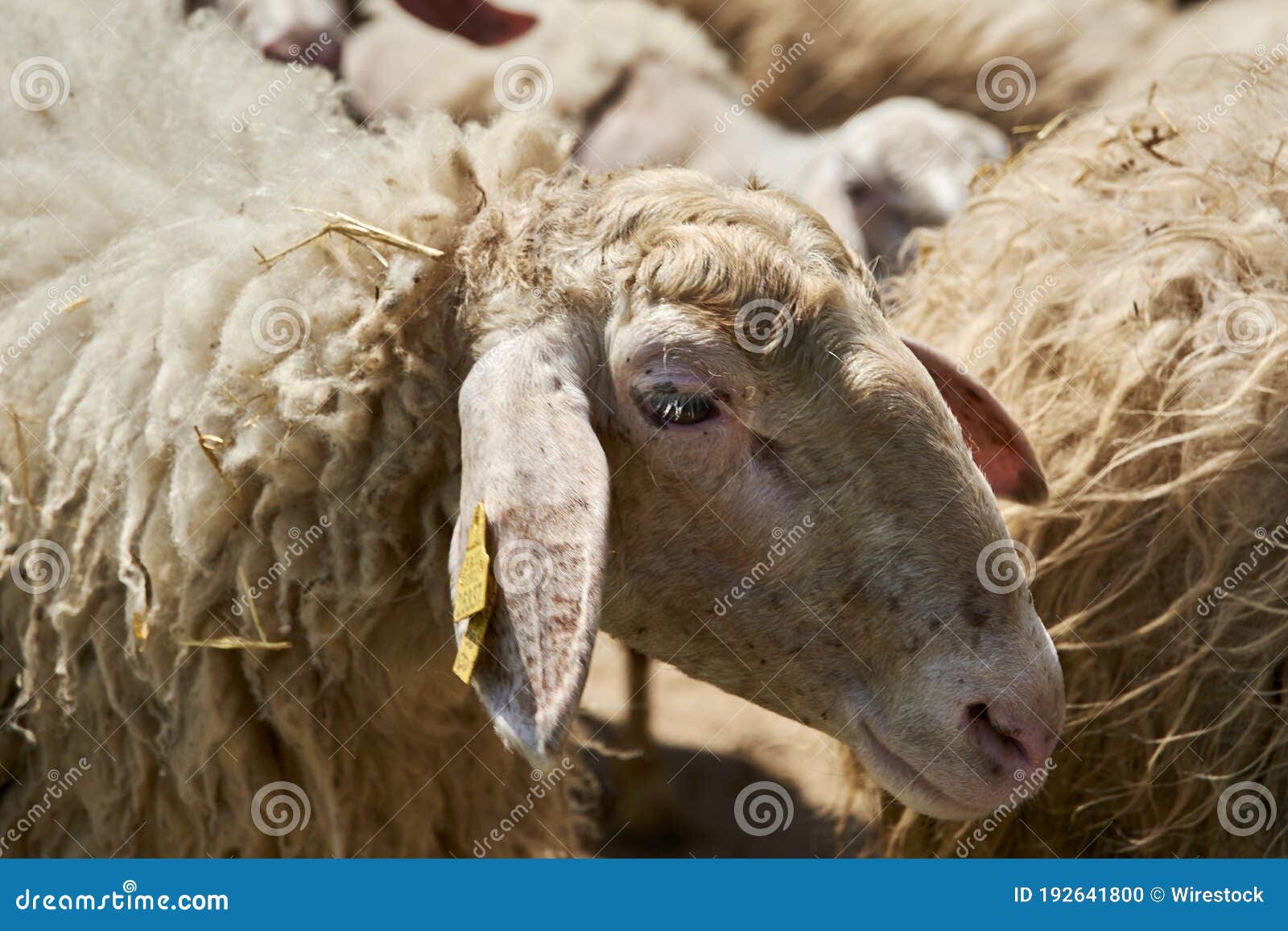 White, Cute Sheep with Long Ears in the Field Stock Photo - Image of ...