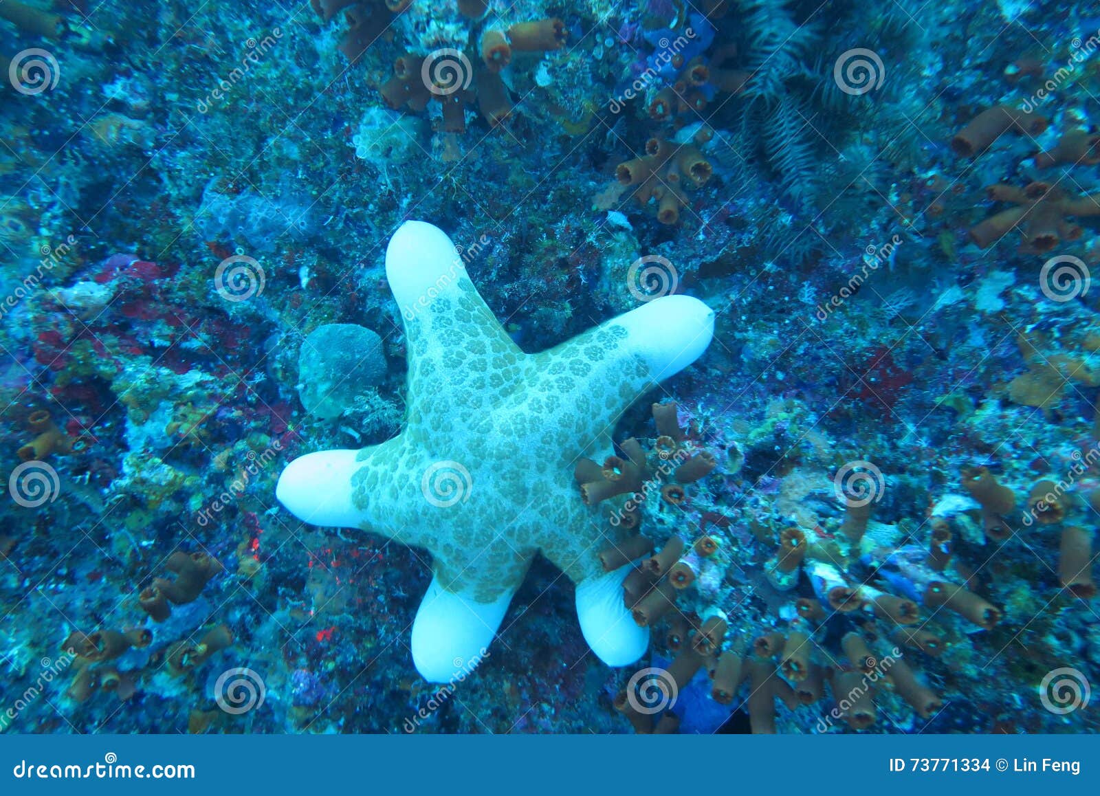 A white cute starfish stock photo. Image of environmental - 73771334