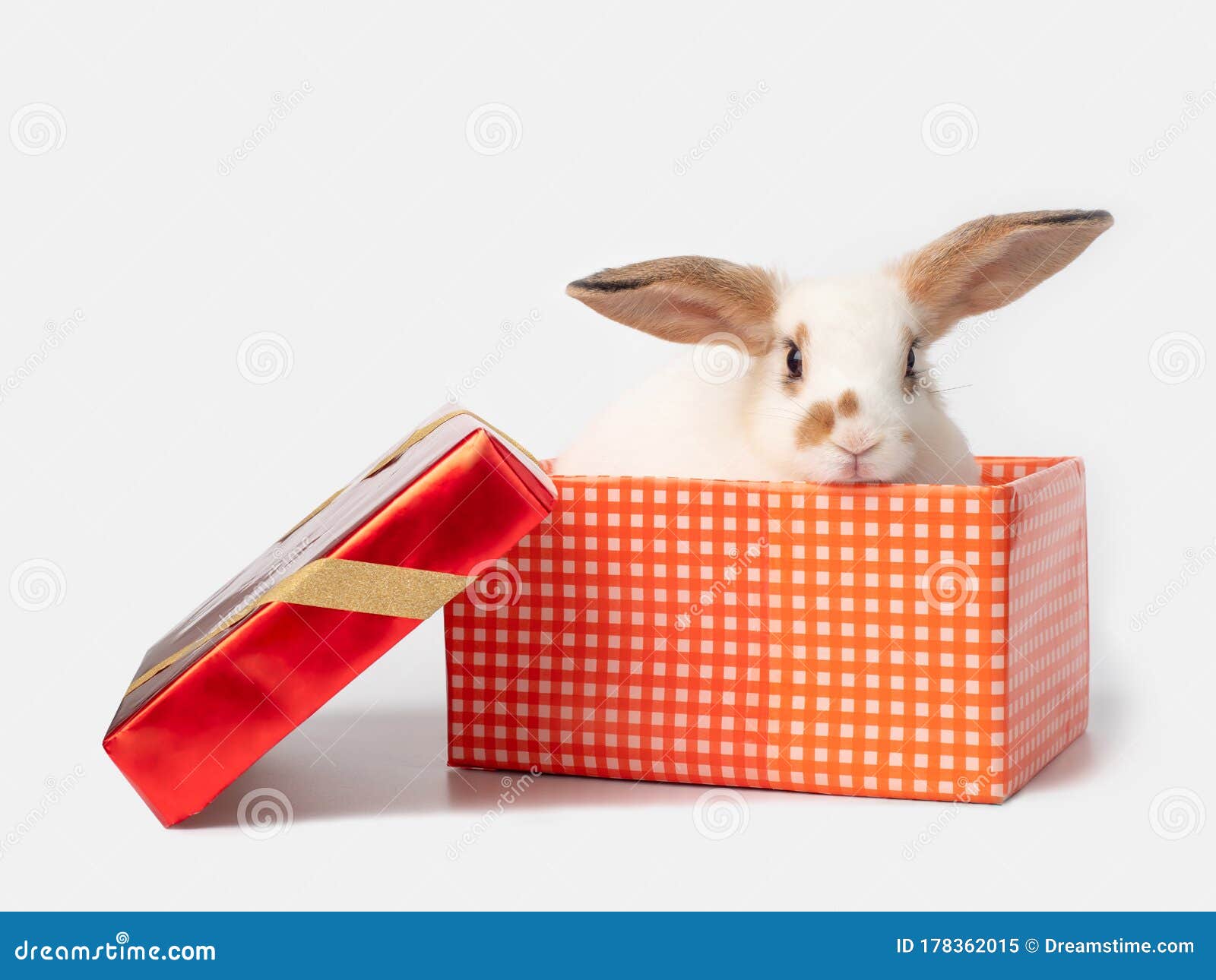 White Cute Young Rabbit in the Gift Box. Stock Image - Image of furry ...
