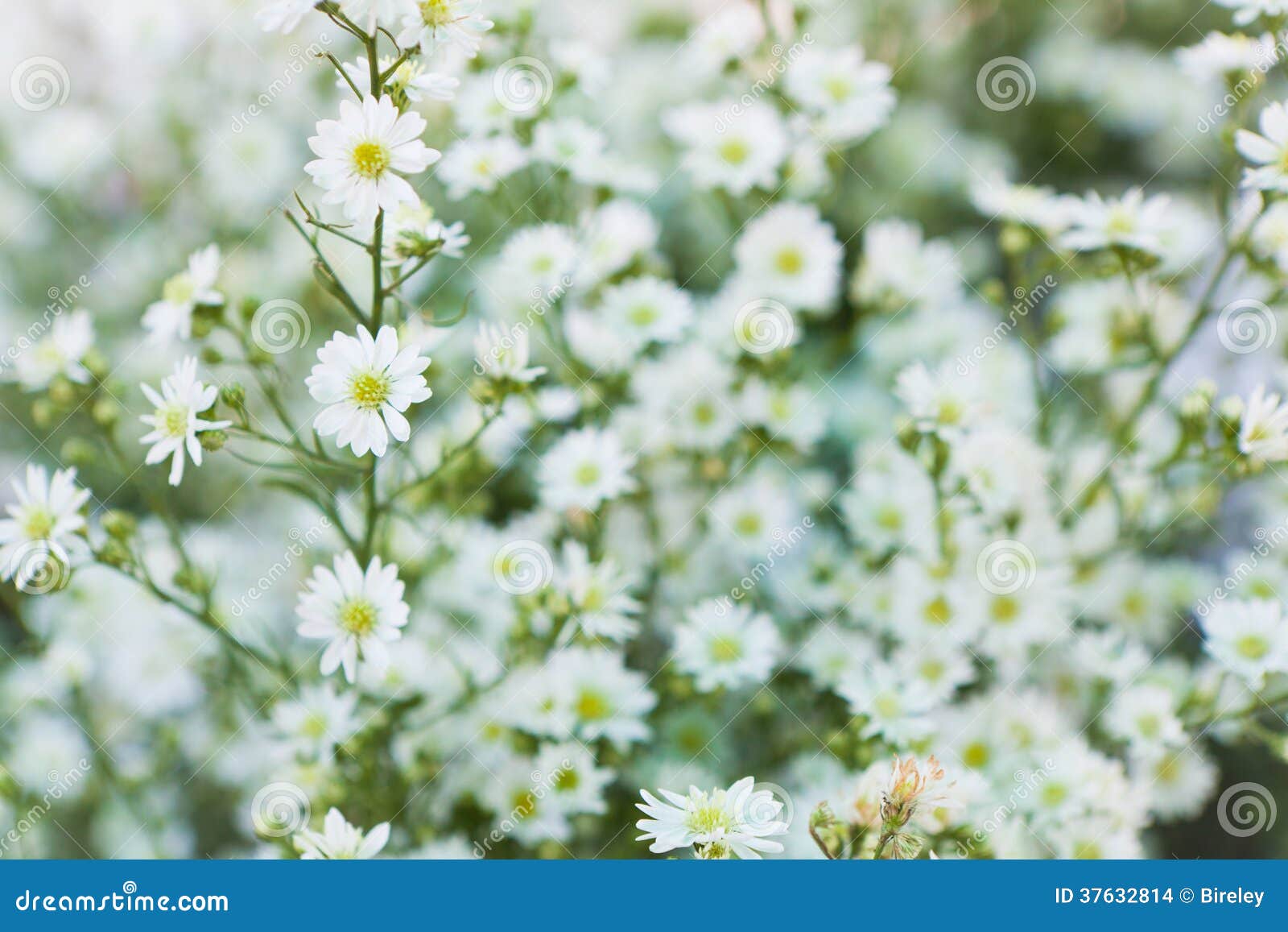 White cutter flower stock photo. Image of floral, blossom - 37632814