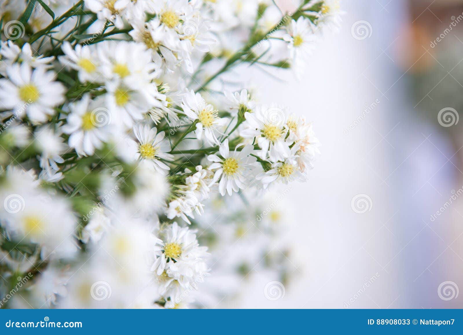 White Cutter Flower for Decorate. Stock Image - Image of cutter, petal ...