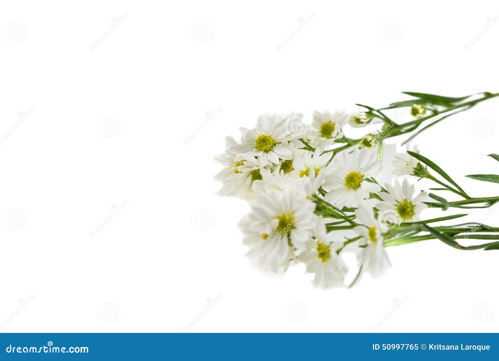 Aster Sp Photos - Free & Royalty-Free Stock Photos from Dreamstime