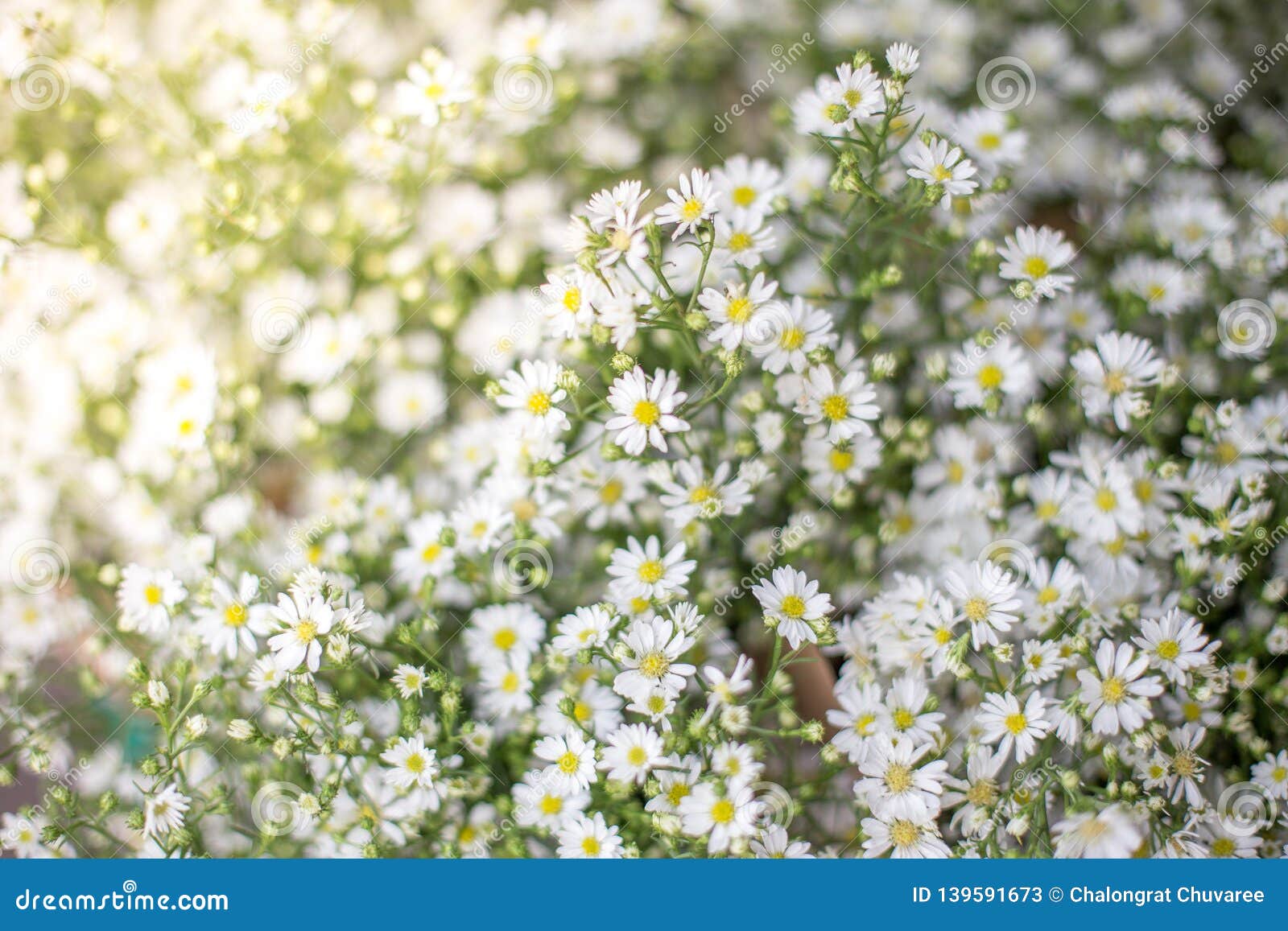 White cutter flower stock image. Image of forest, bright - 139591673