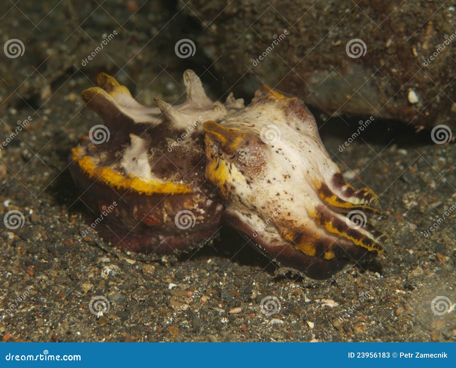 White cuttle fish stock image. Image of fish, tropical - 23956183