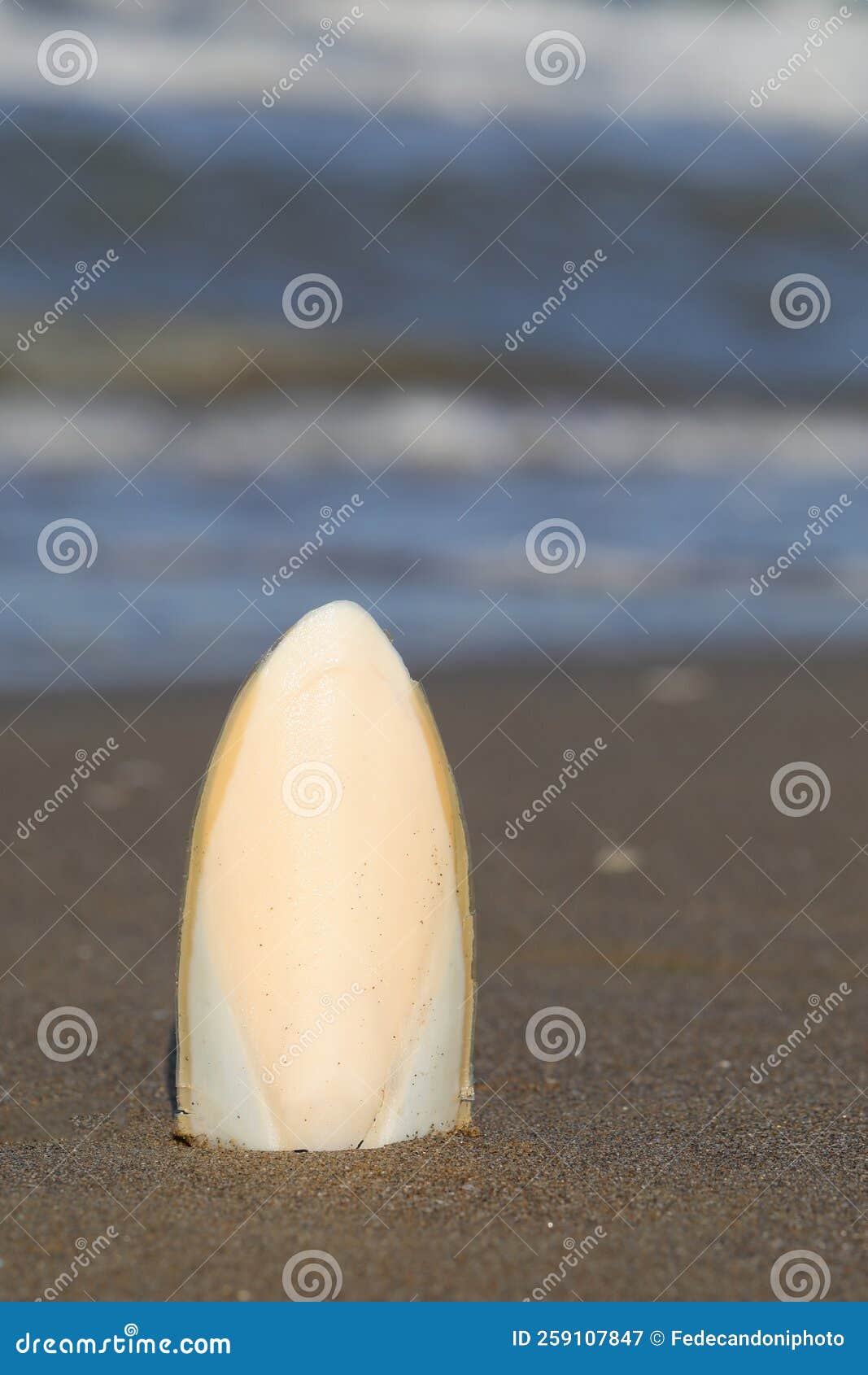 White Cuttlefish Bone Beached on the Beach Stock Image - Image of beach ...