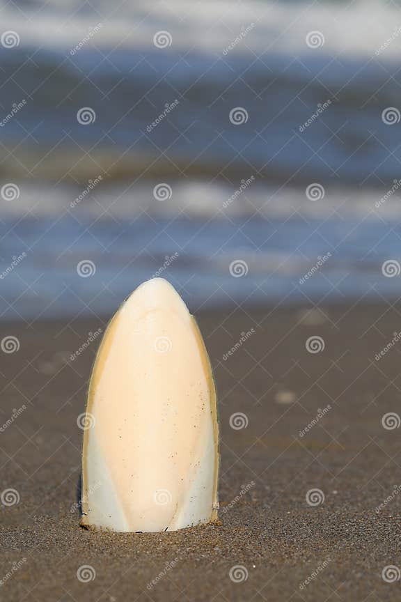 White Cuttlefish Bone Beached on the Beach Stock Image - Image of beach ...