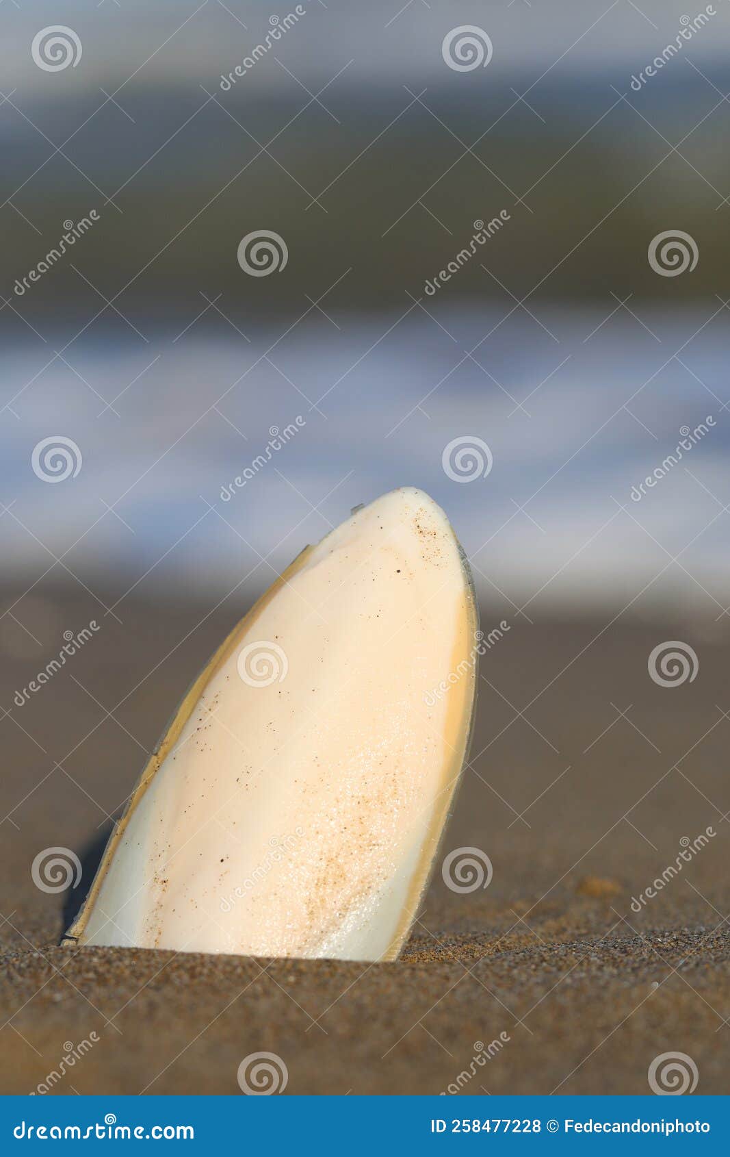 White Cuttlefish Bone Beached on the Beach Stock Photo - Image of white ...