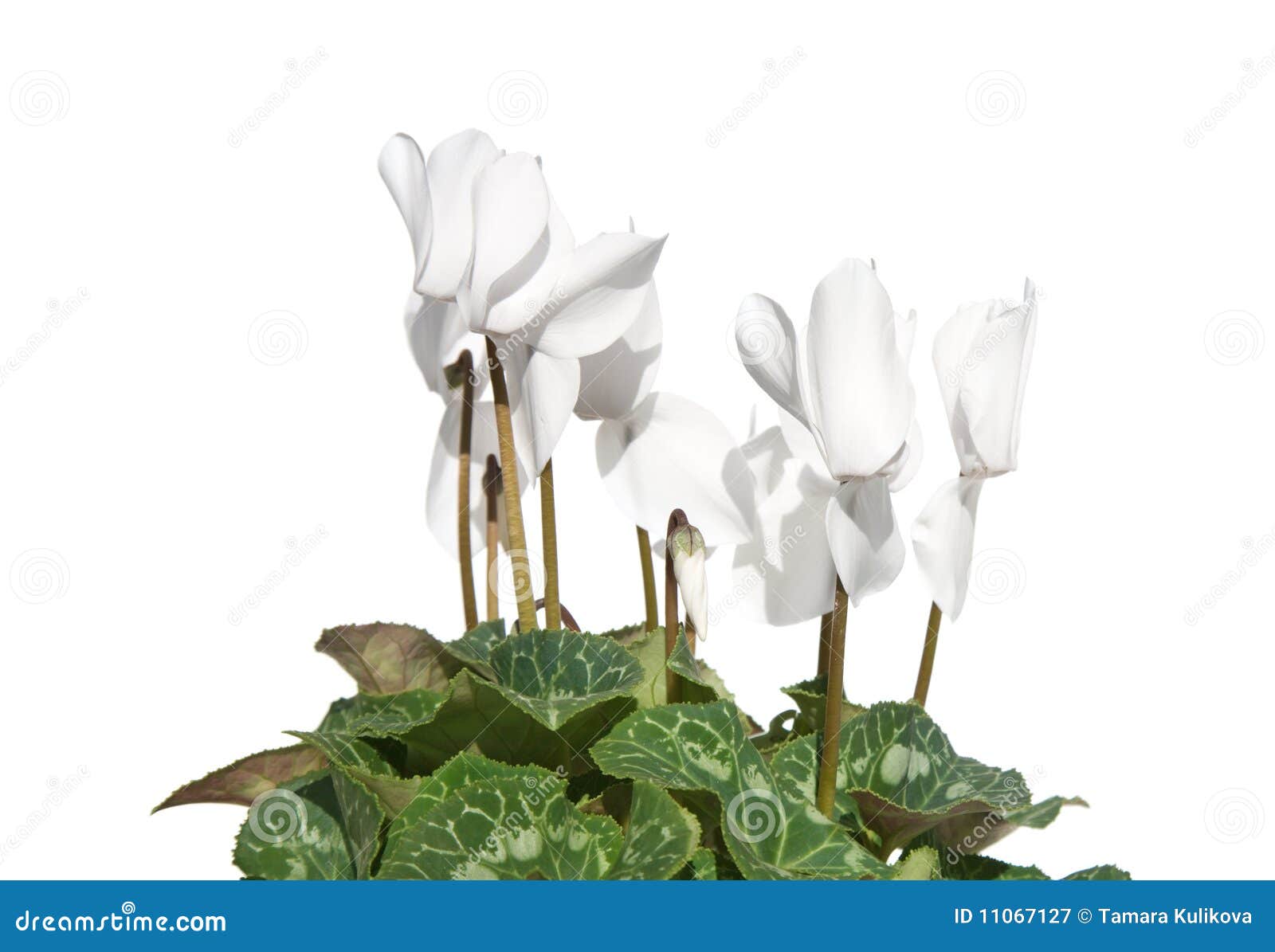 White cyclamen stock image. Image of petals, pretty, floral - 11067127