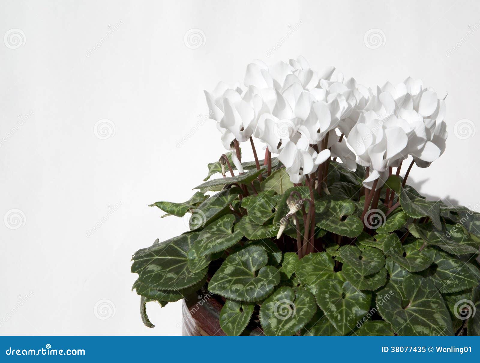 White cyclamen stock image. Image of agriculture, nature - 38077435