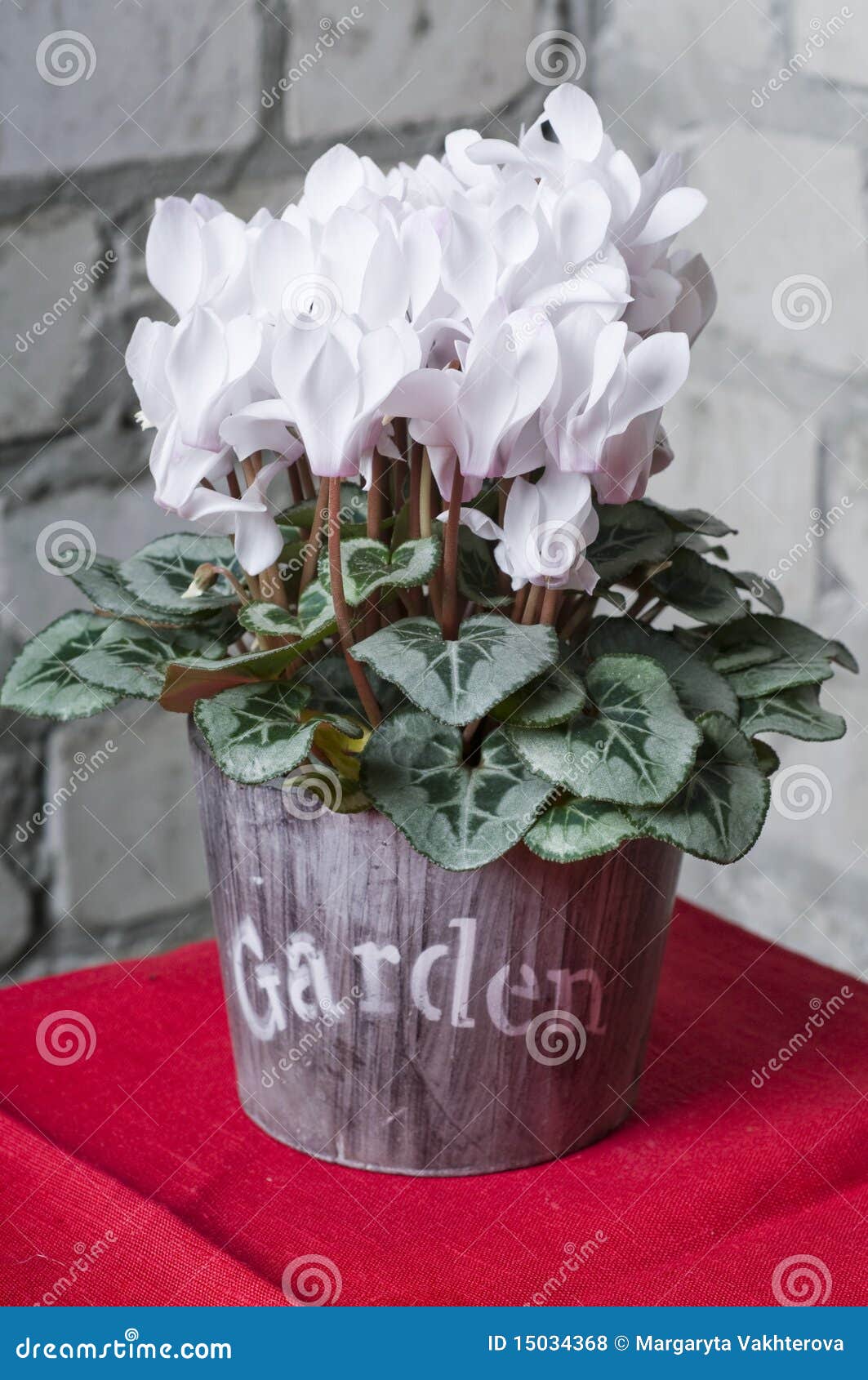 White Cyclamen In A Flower Pot Stock Photo - Image of leaf, houseplant ...