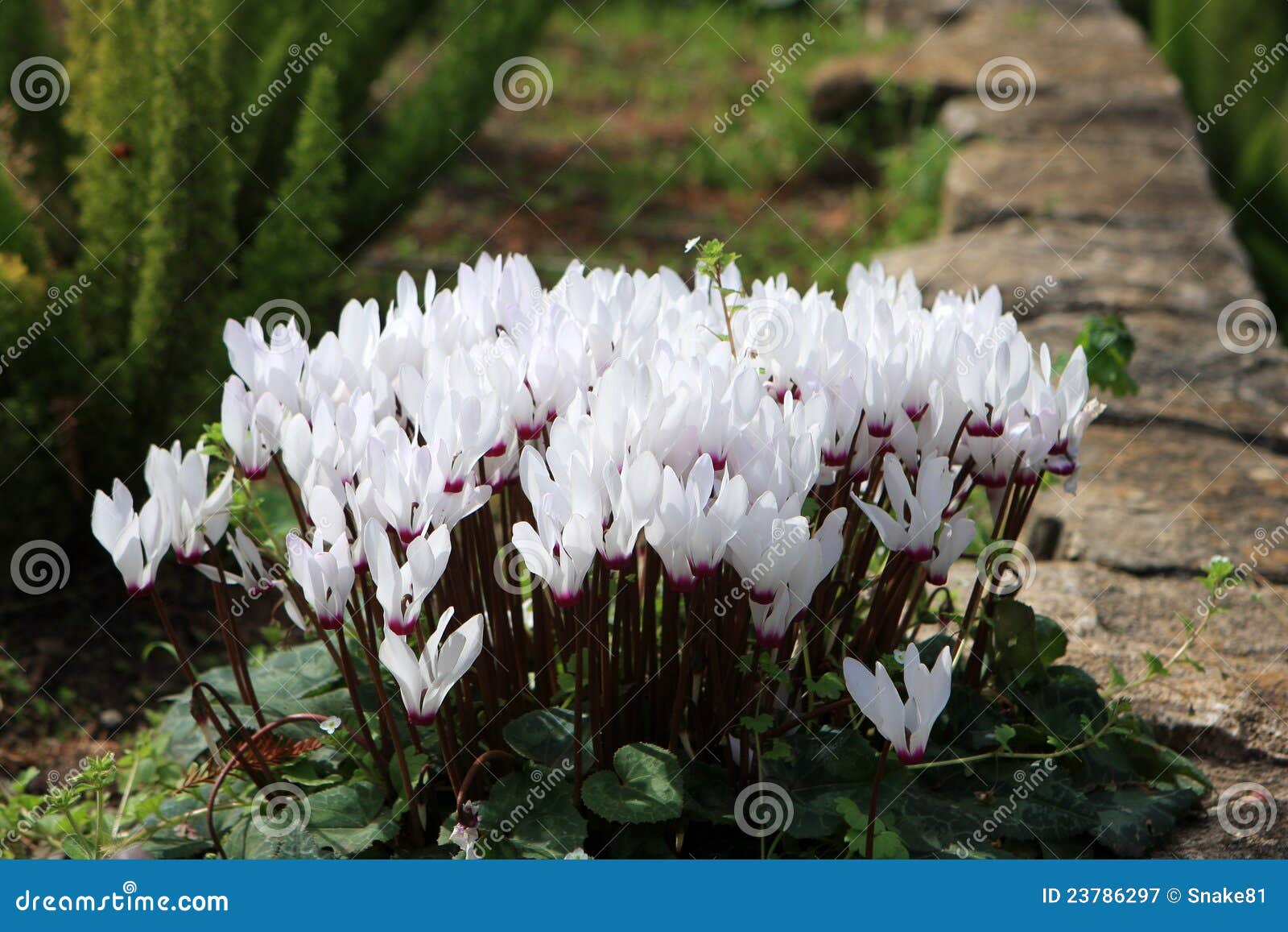 White cyclamen flowers stock image. Image of nature, seasonal - 23786297