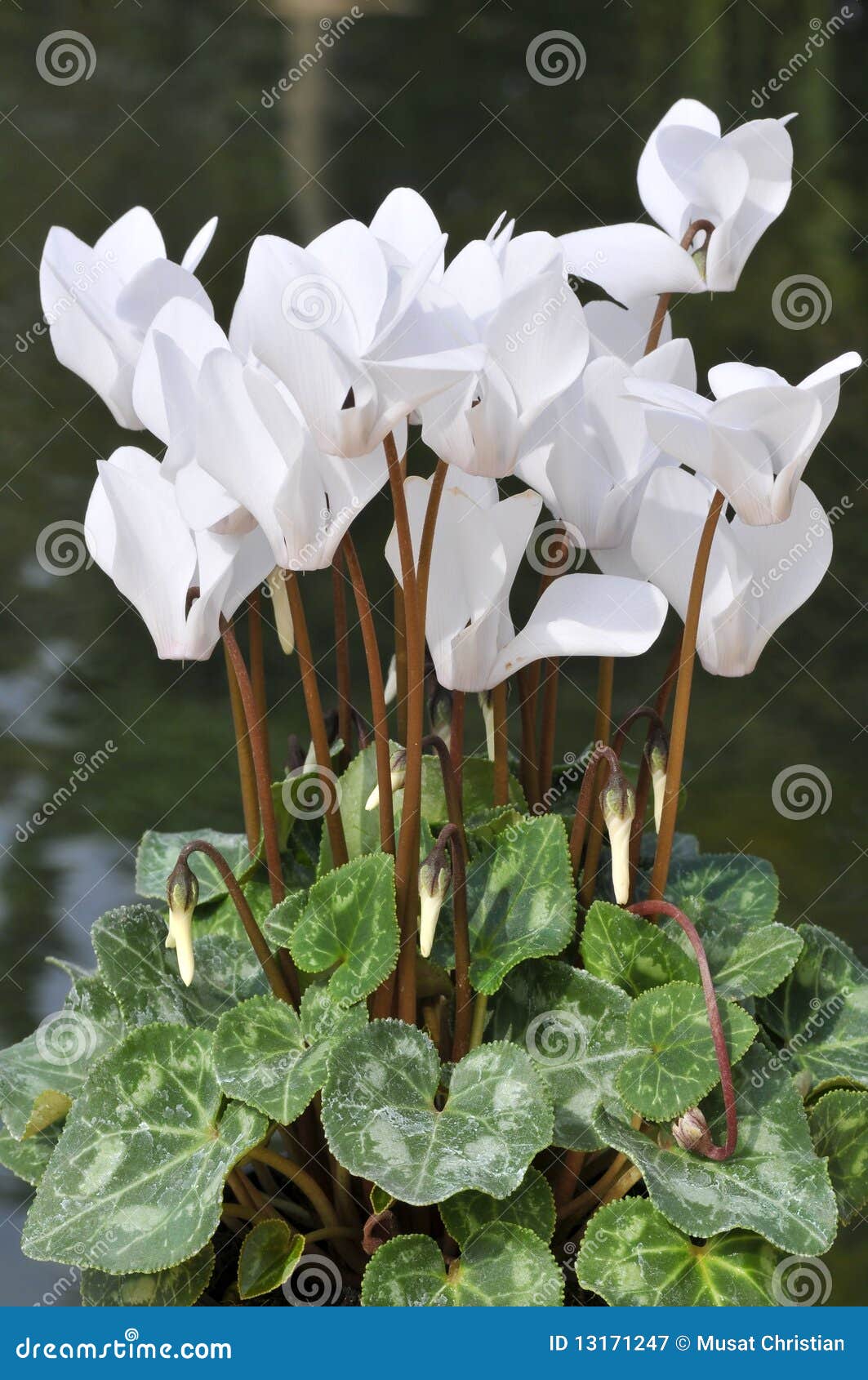 White cyclamens stock image. Image of leaf, florist, green - 13171247
