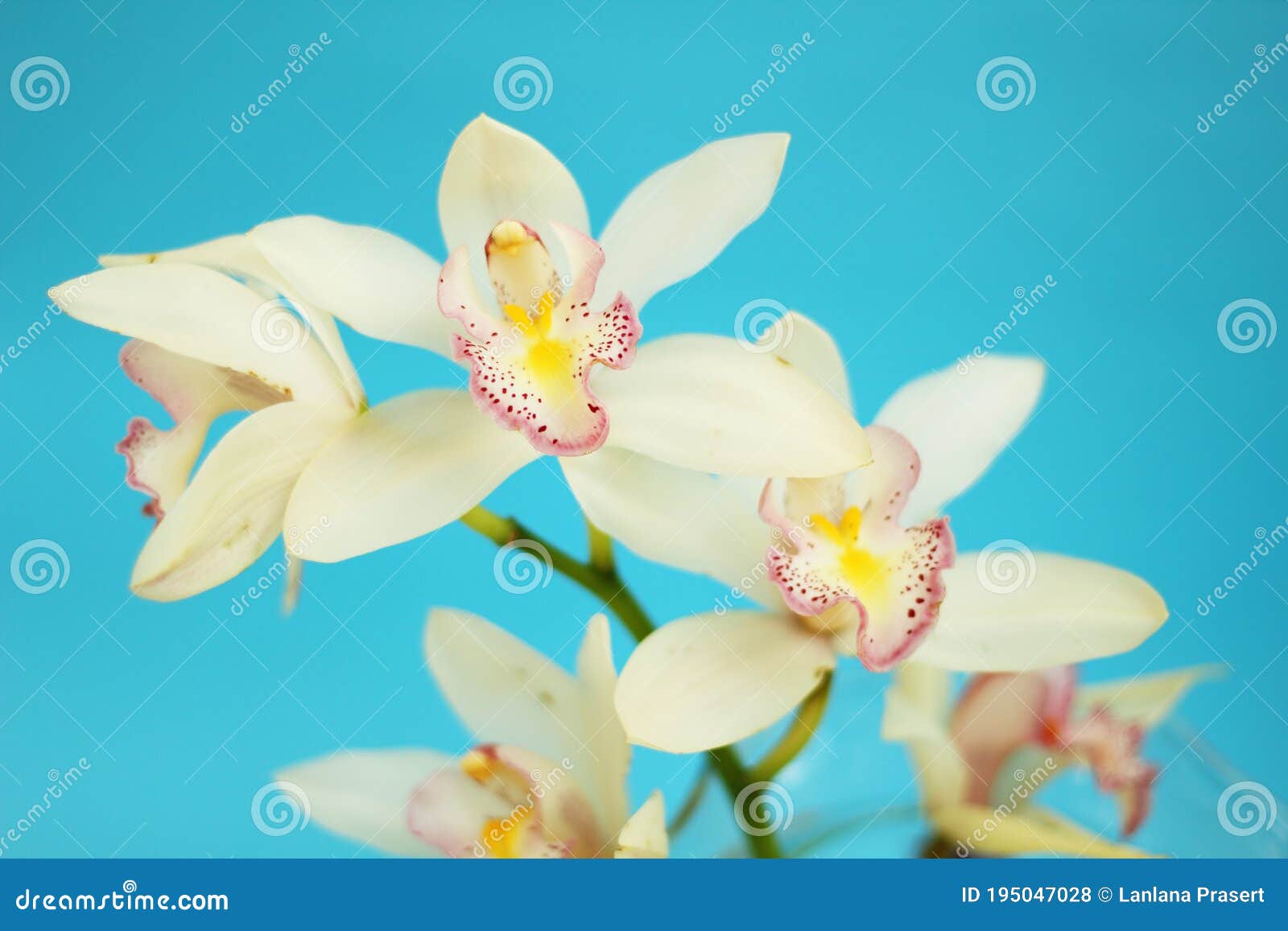 White cymbidium orchid stock photo. Image of exotic - 195047028