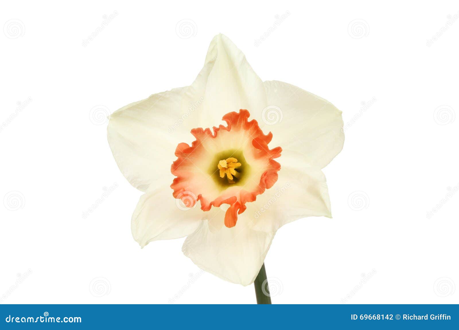 White Daffodil flower stock photo. Image of bloom, daffodil - 69668142