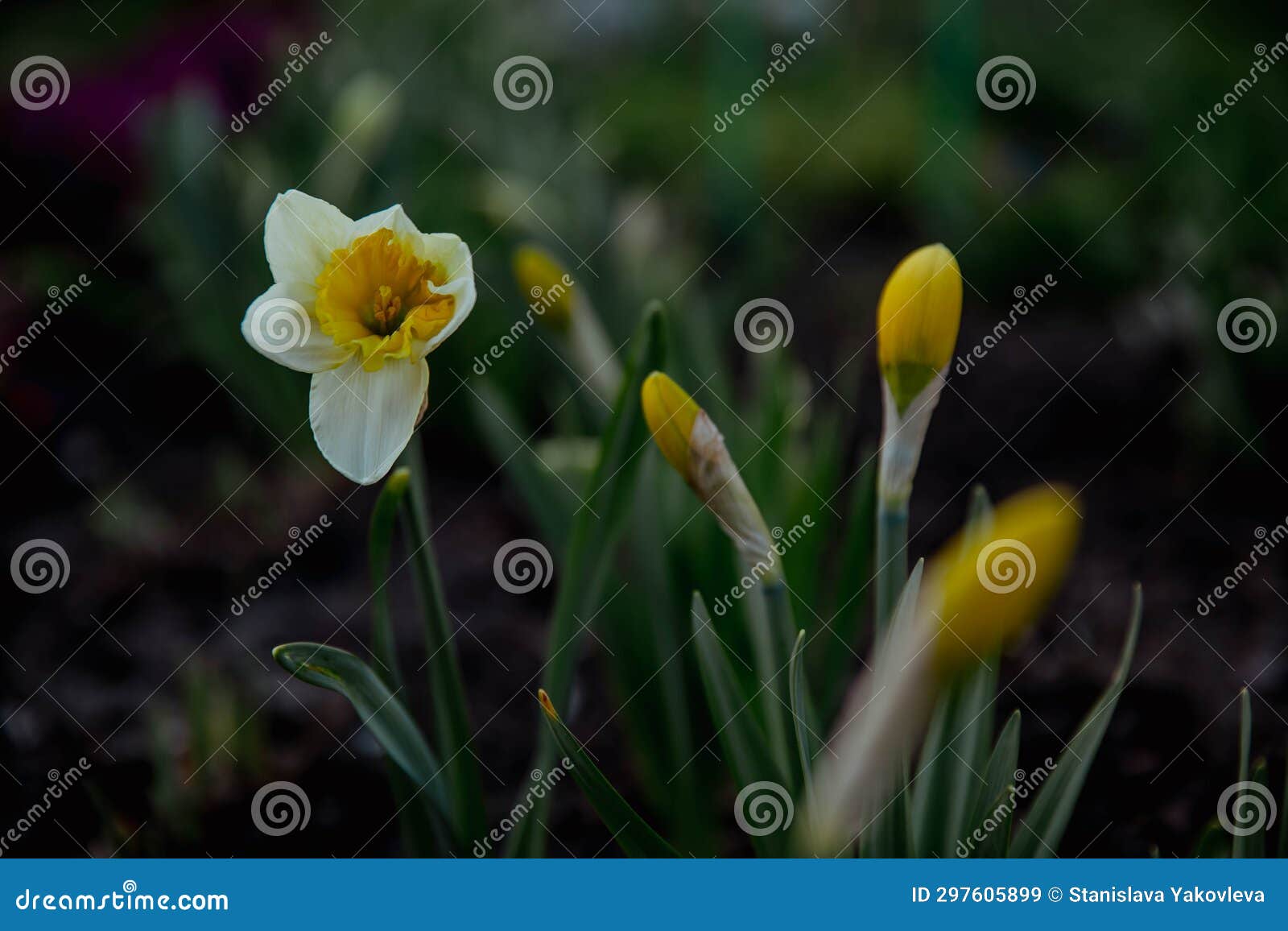 White Daffodils in a Sunny Glade Stock Image - Image of nature, botanic ...