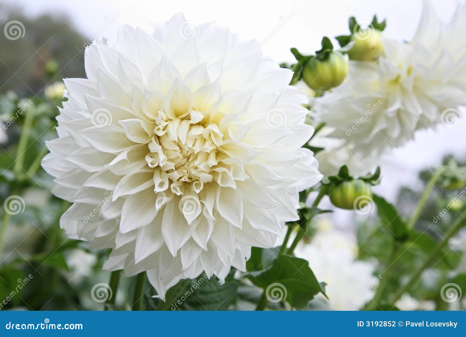 White dahlia stock photo. Image of garden, aster, detail - 3192852